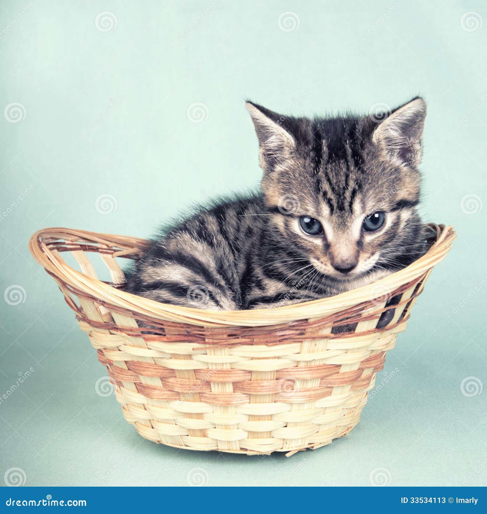 Cute kitten in a basket stock image. Image of baby, fluffy - 33534113