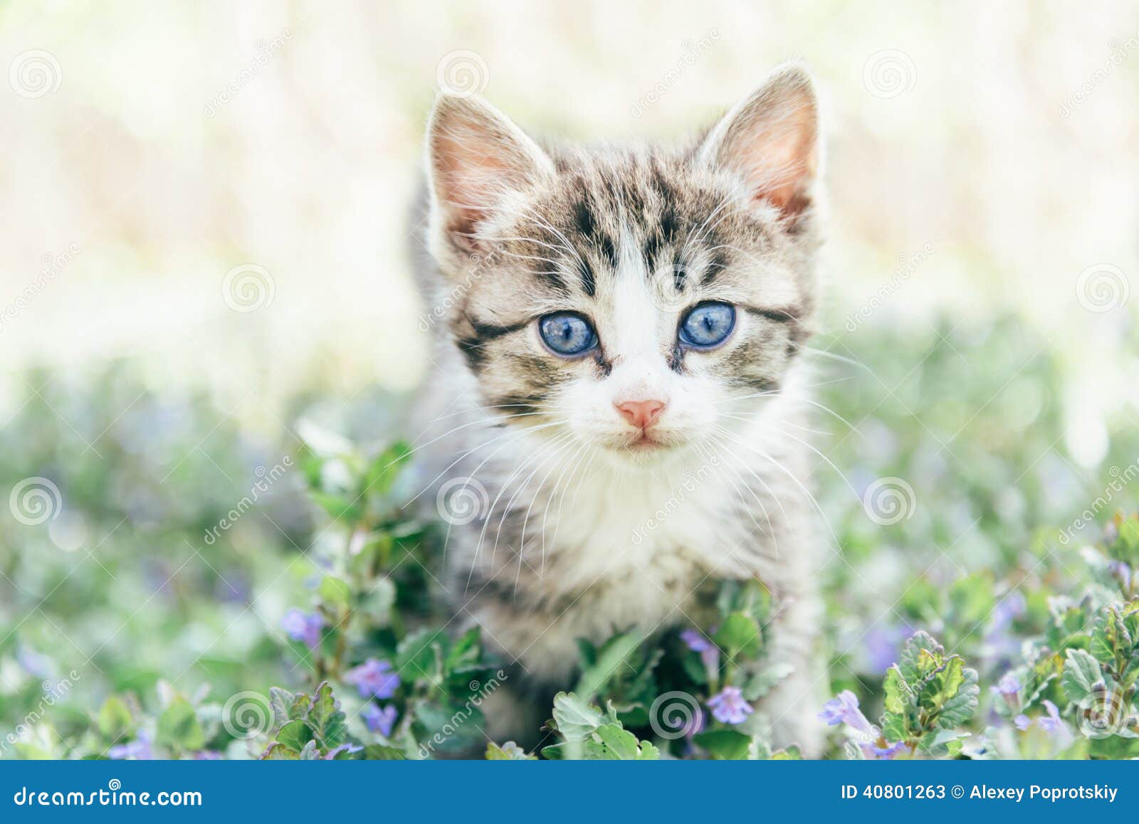 Cute kitten stock image. Image of kitten, meadow, striped - 40801263