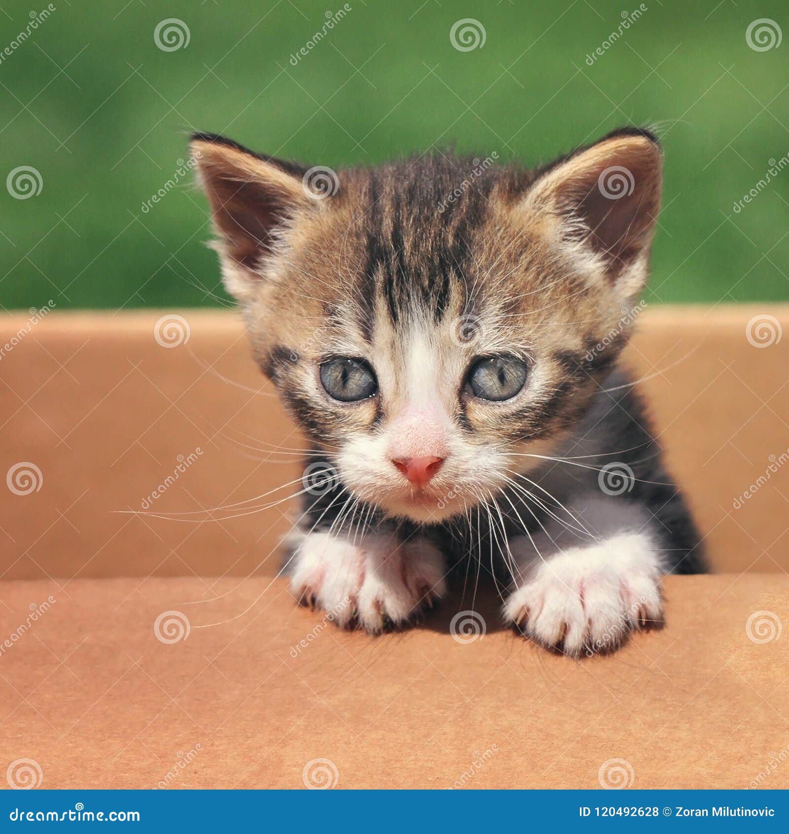 Cute kitten in a box stock photo. Image of kitten, domestic - 120492628