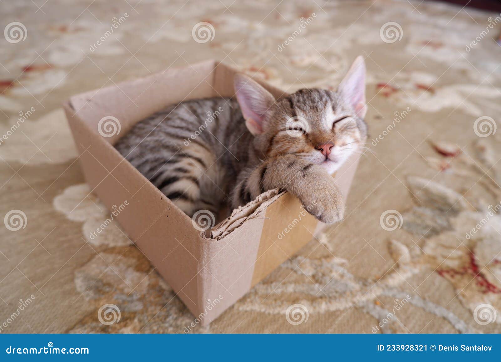 Cute kitten in a box ðŸ˜ stock image. Image of animal - 233928321
