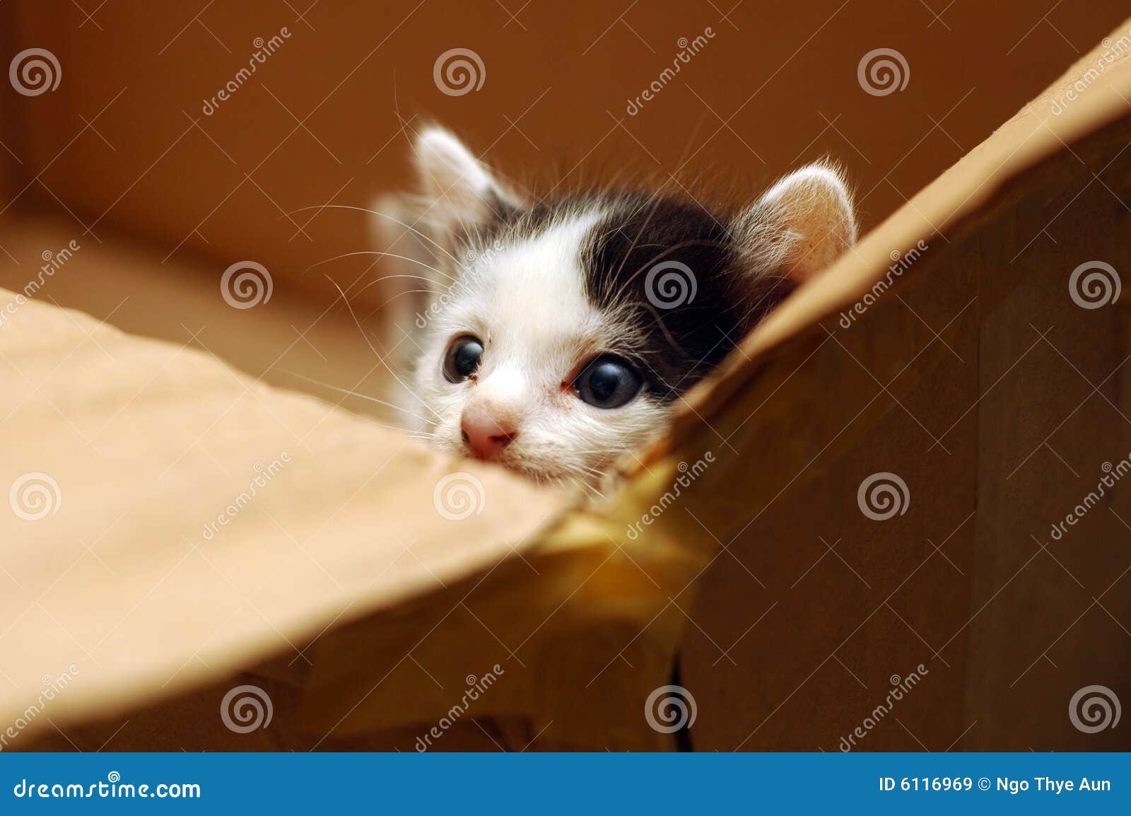 Cute Kitten in Box stock image. Image of adopt, curiosity - 6116969