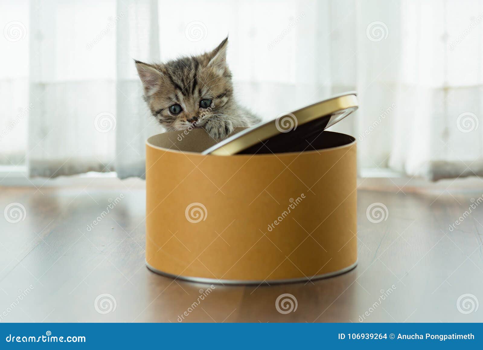 Cute kitten in box stock photo. Image of close, cute - 106939264