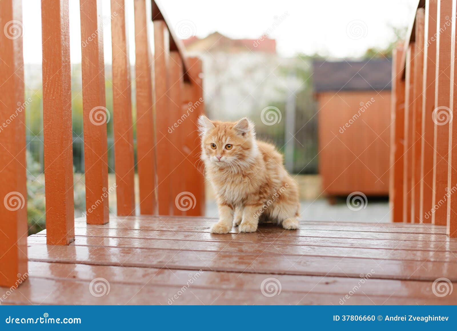 Cute Kitten on Bridge stock photo. Image of brown, hair - 37806660