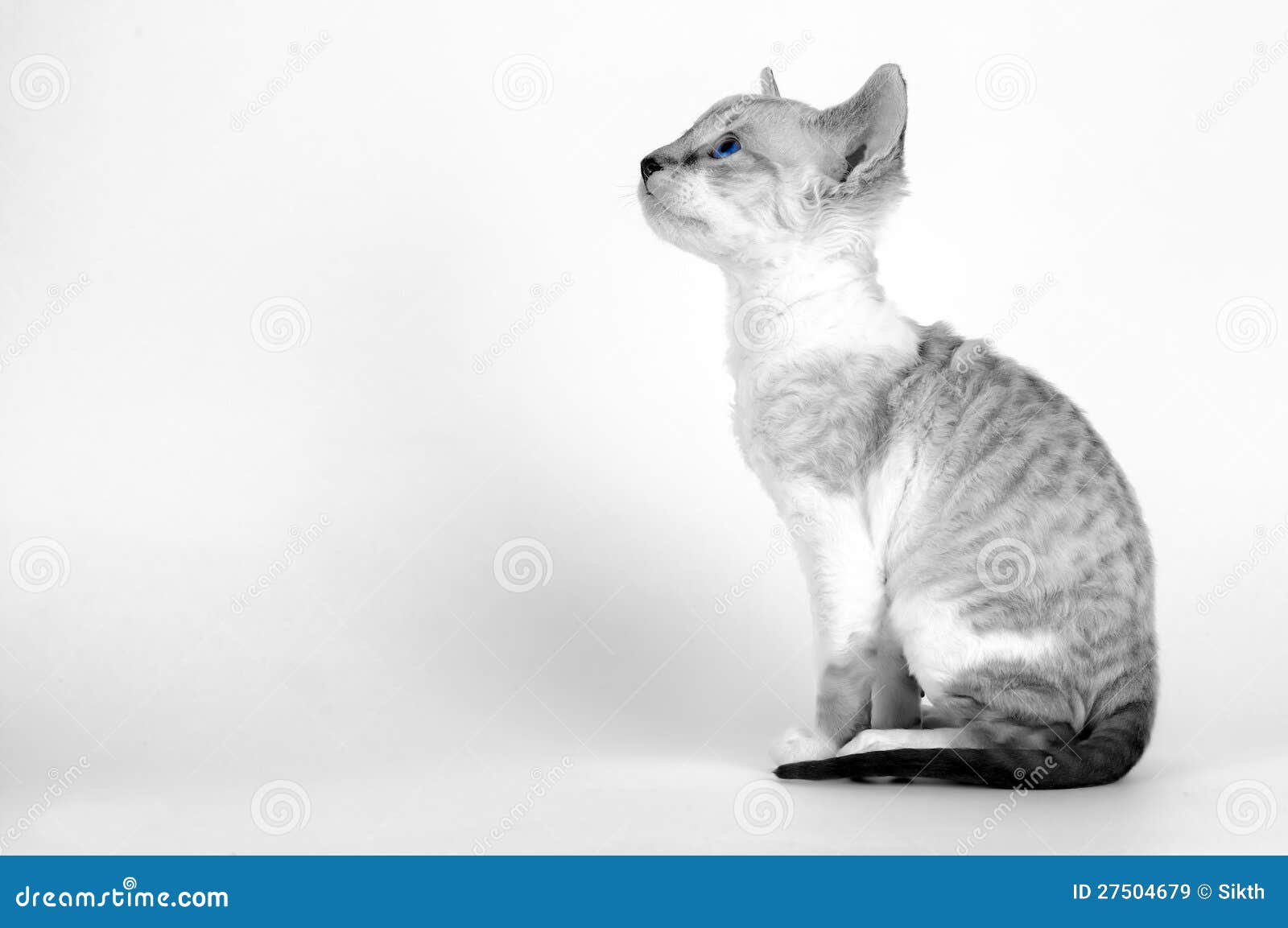 Cute Kitten with Bright Blue Eyes and Copy Space Stock Image - Image of ...