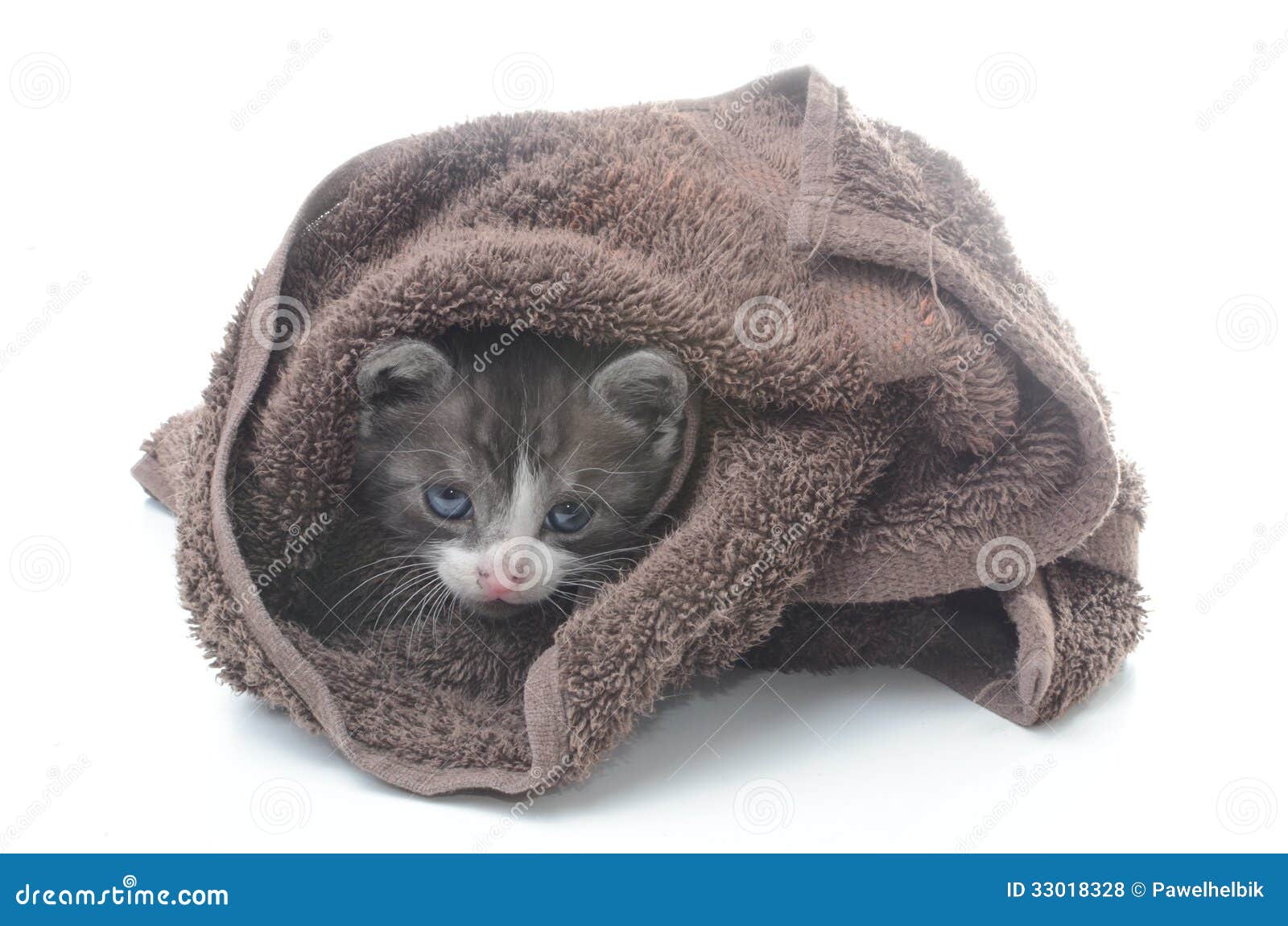 Cute kitten in brown towel stock photo. Image of whisker - 33018328