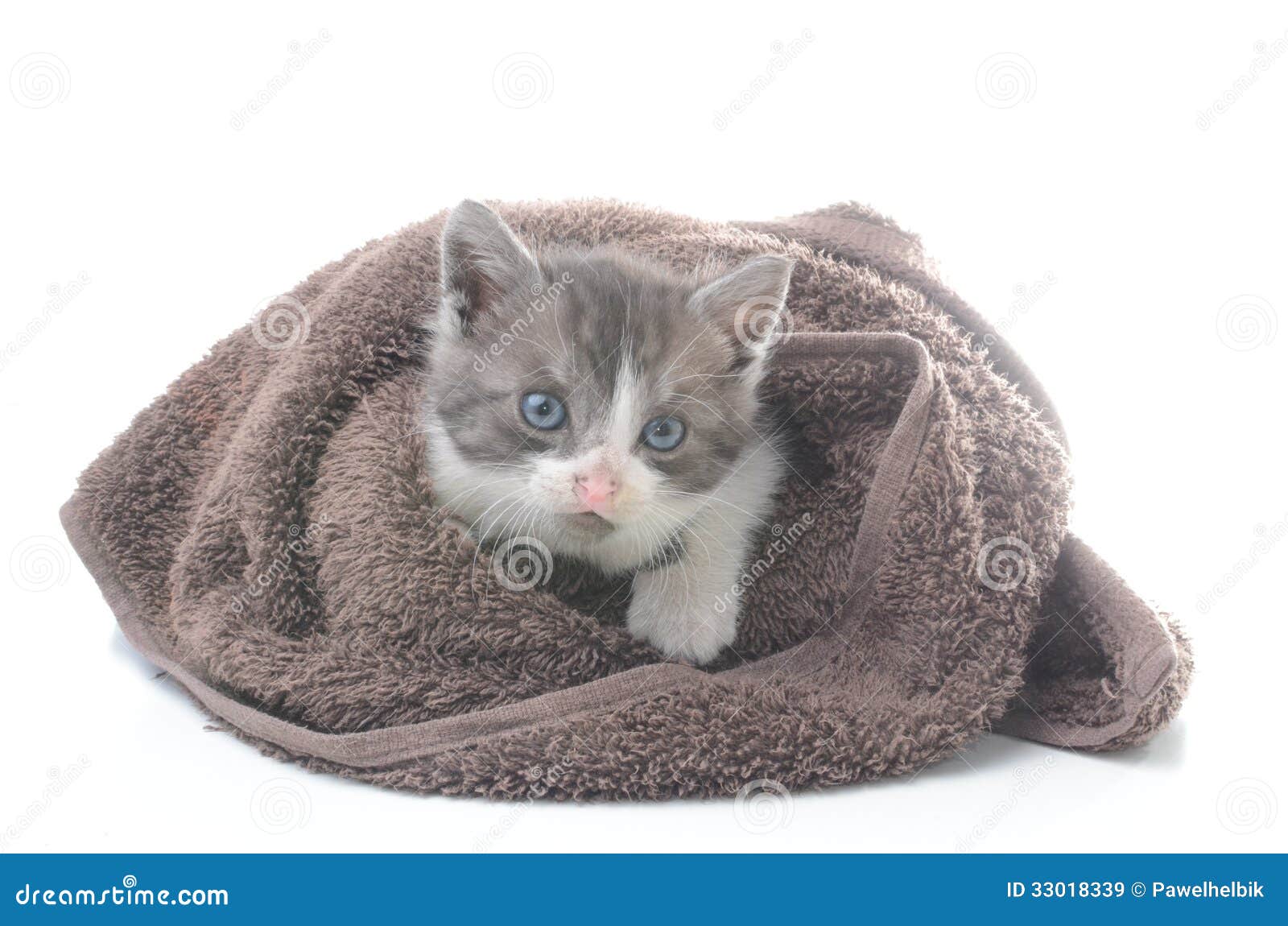 Cute kitten in brown towel stock image. Image of standing - 33018339