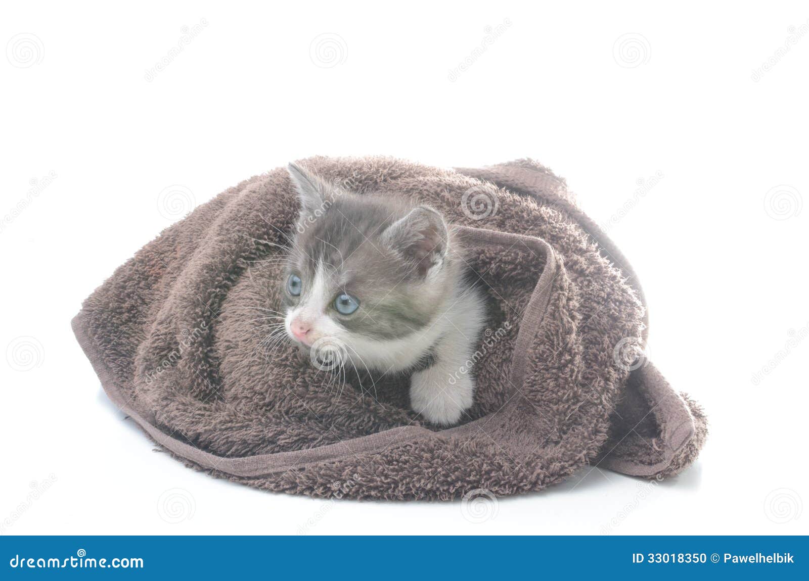 Cute kitten in brown towel stock photo. Image of looking - 33018350