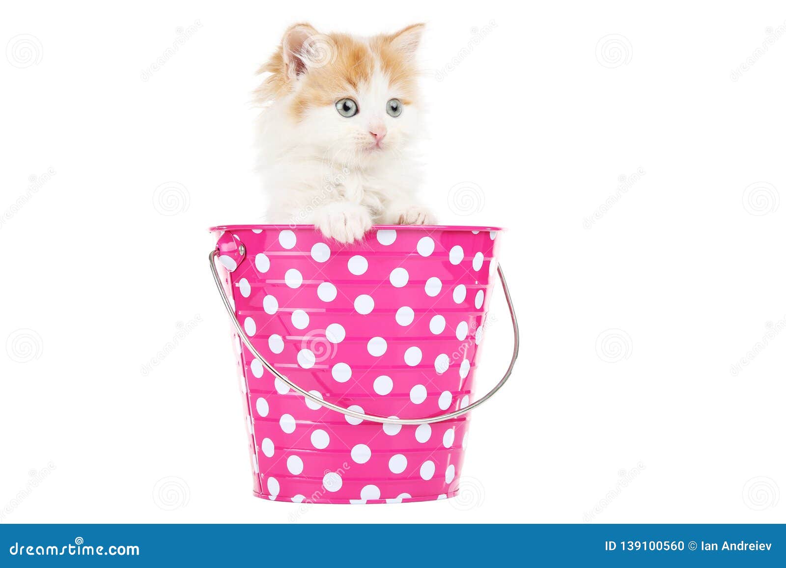Cute kitten stock photo. Image of feline, metal, mammal - 139100560