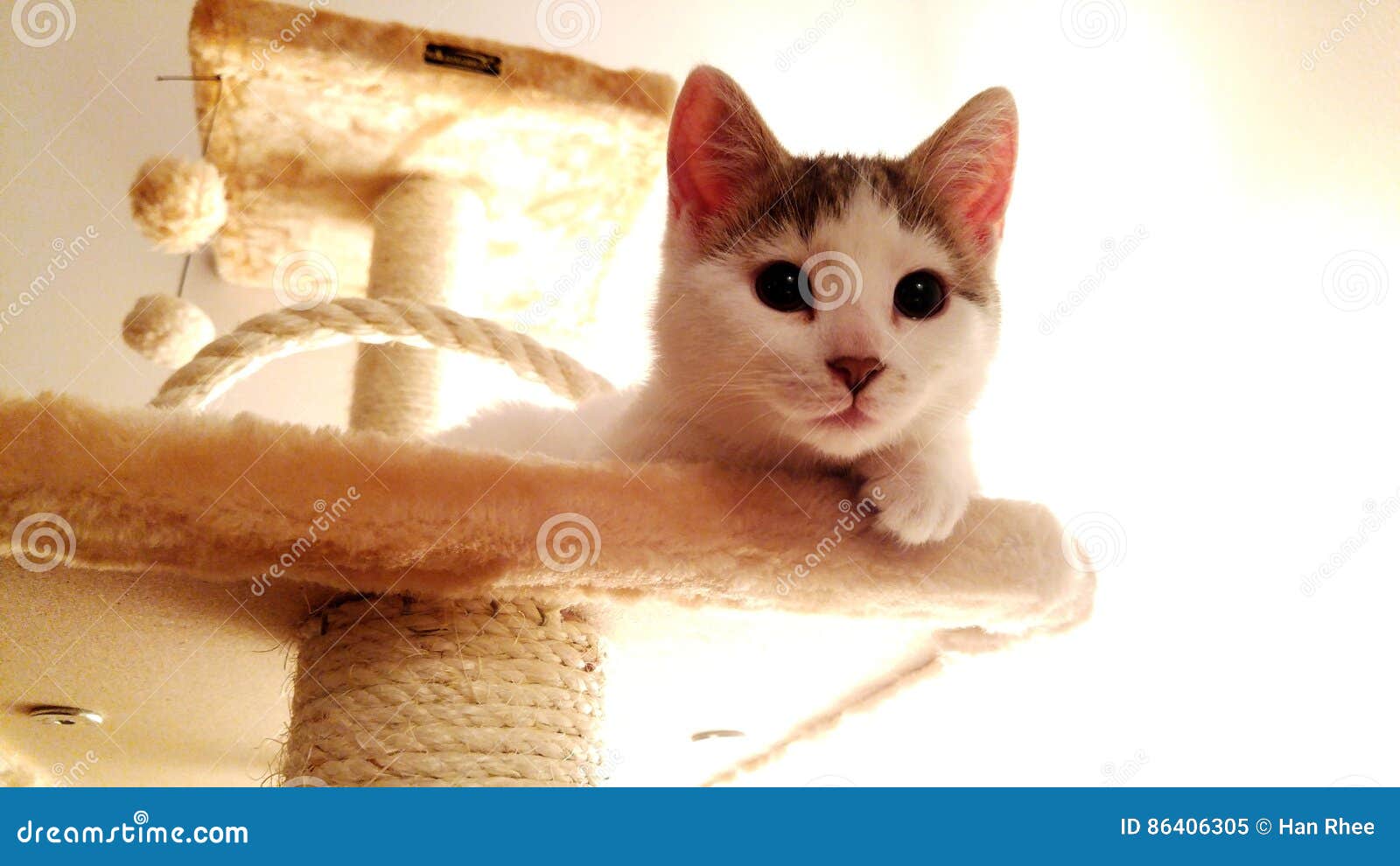 Cute Kitten on a Cat Tree stock image. Image of cuteness - 86406305
