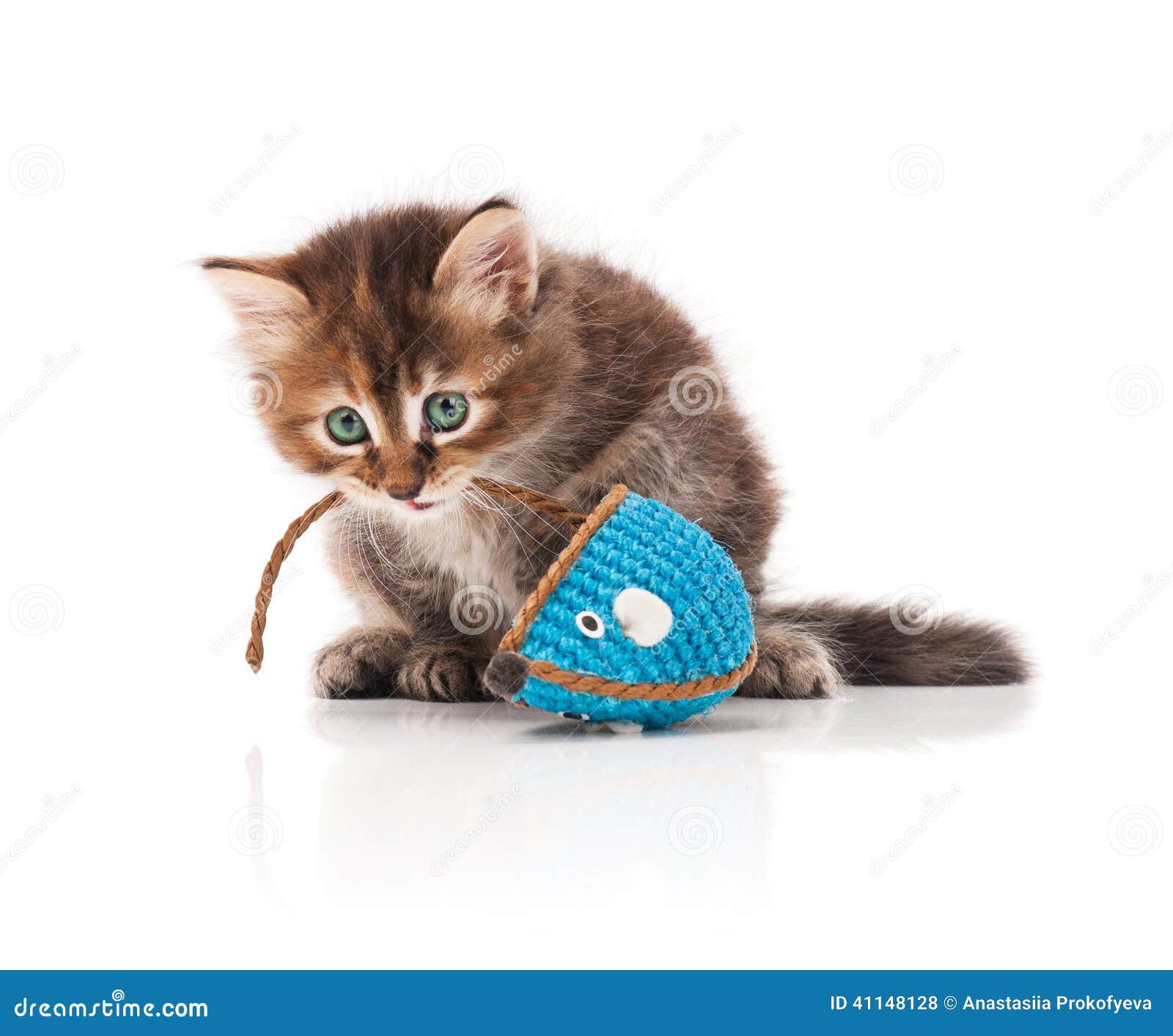 Cute kitten stock photo. Image of cutout, activity, beautiful - 41148128