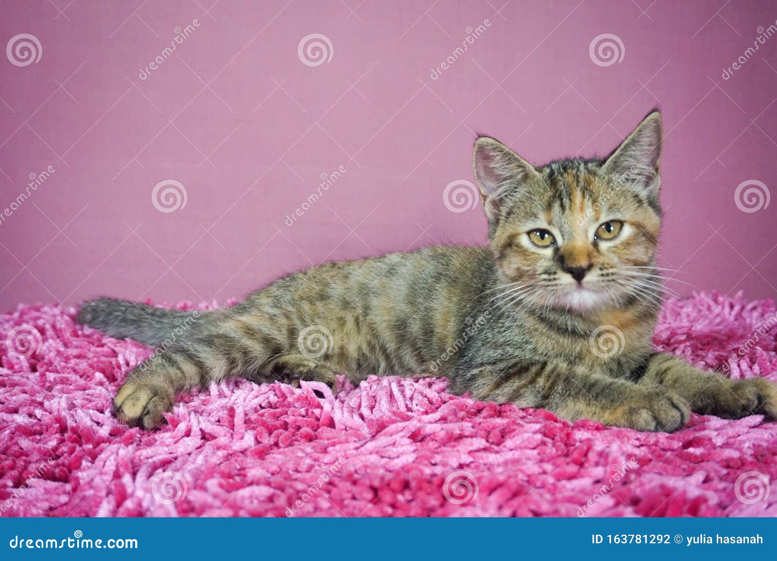 Cute kitten chilling stock photo. Image of chilling - 163781292