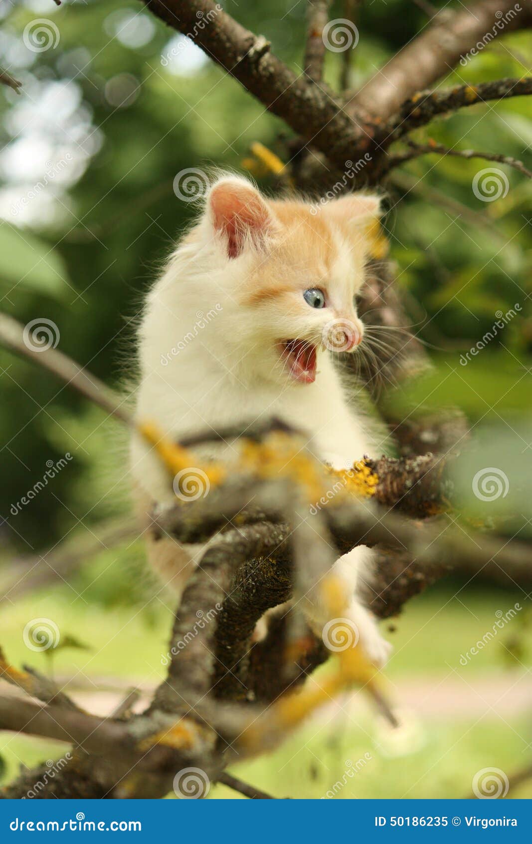 Cute Kitten Climbing Tree and Meowing Funny Stock Image - Image of cute ...