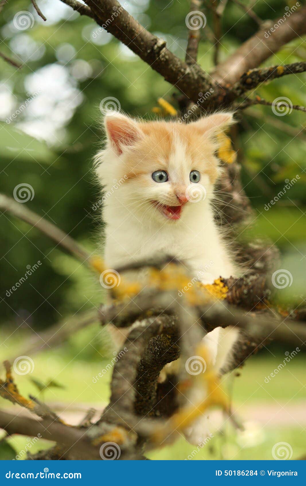 Cute Kitten Climbing Tree and Meowing Funny Stock Photo - Image of meow ...