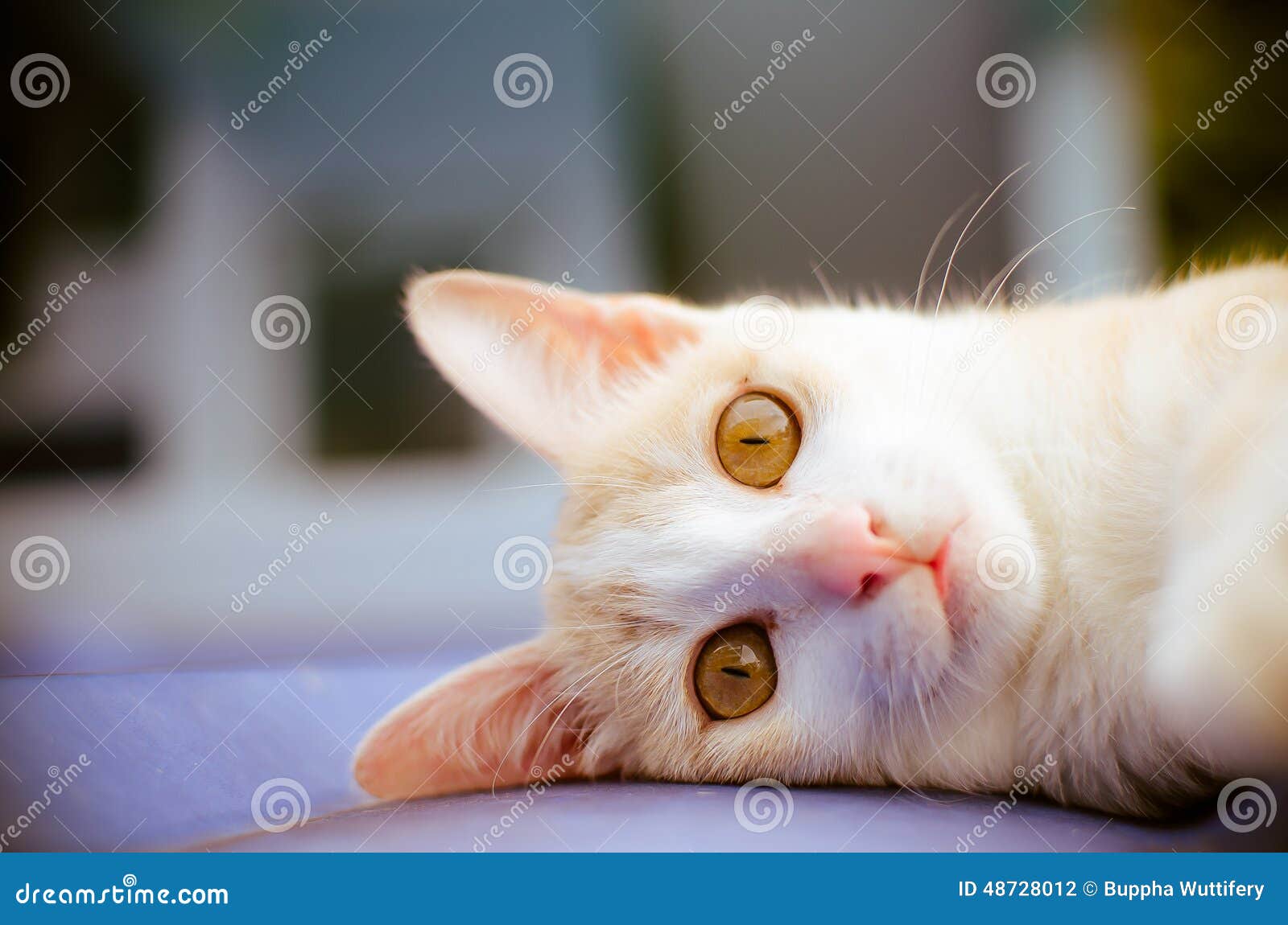 Cute kitten stock photo. Image of baby, carnivoran, filter - 48728012