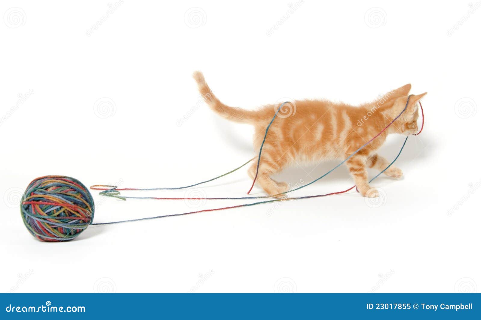 Cute Kitten and Colorful String Stock Image - Image of white ...