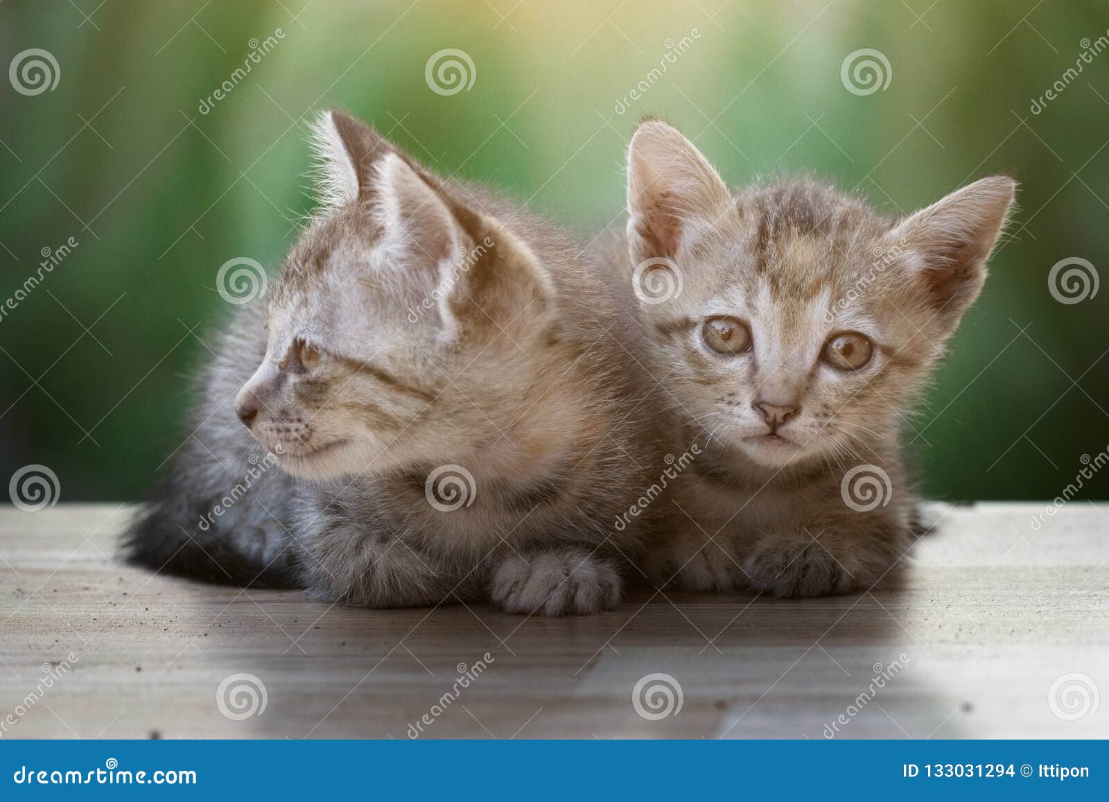 Cute kitten stock photo. Image of camera, funny, little - 133031294