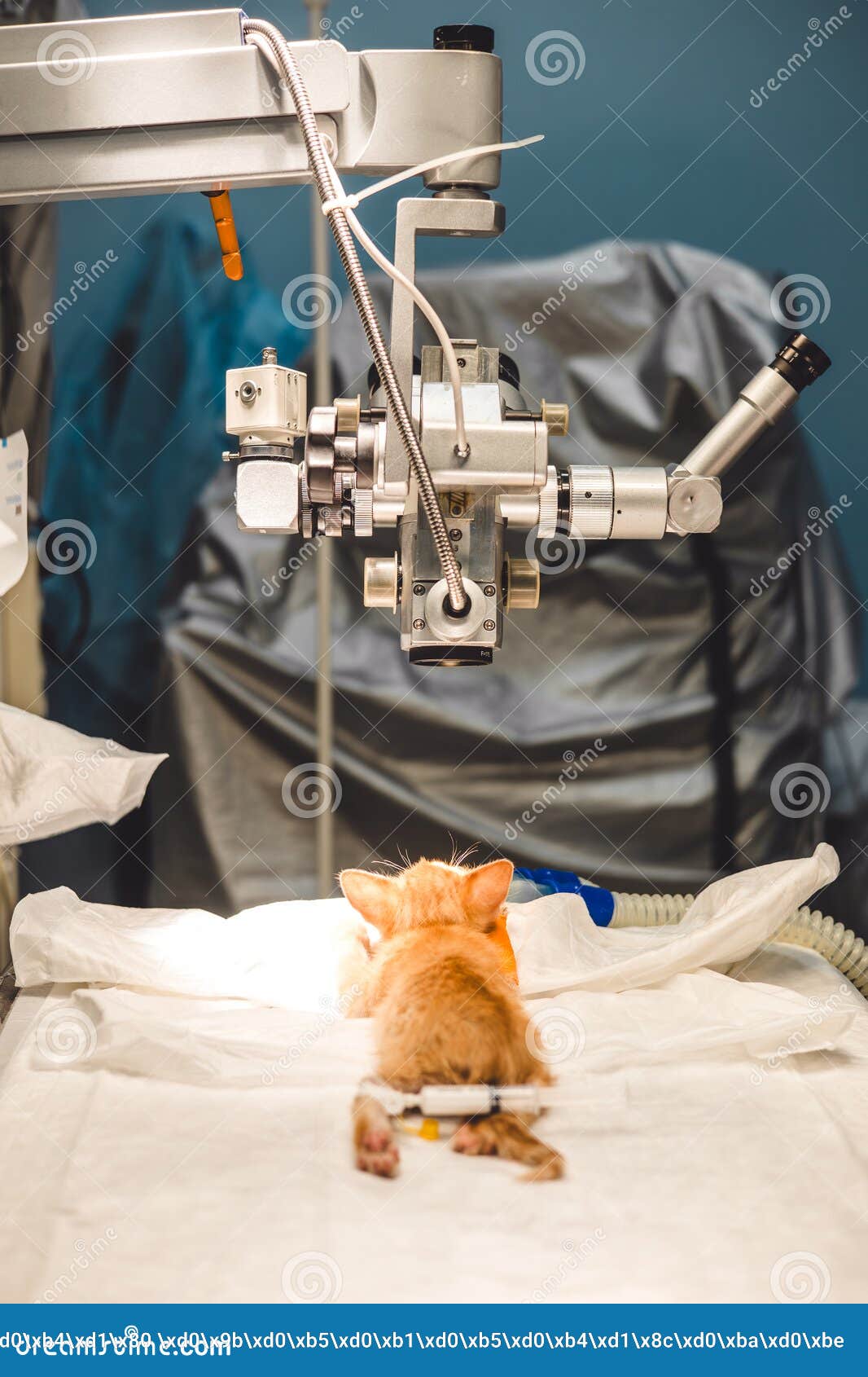 Cute Kitten in an Empty Operating Room on a Table Under Anesthesia. the ...