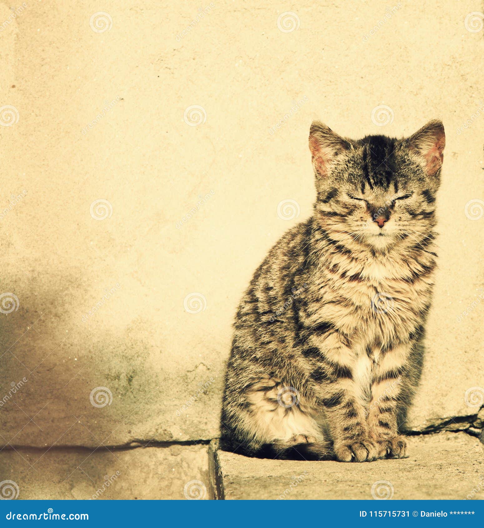 Cute Kitten Enjoying Sunlight Stock Image - Image of lovable, fauna ...