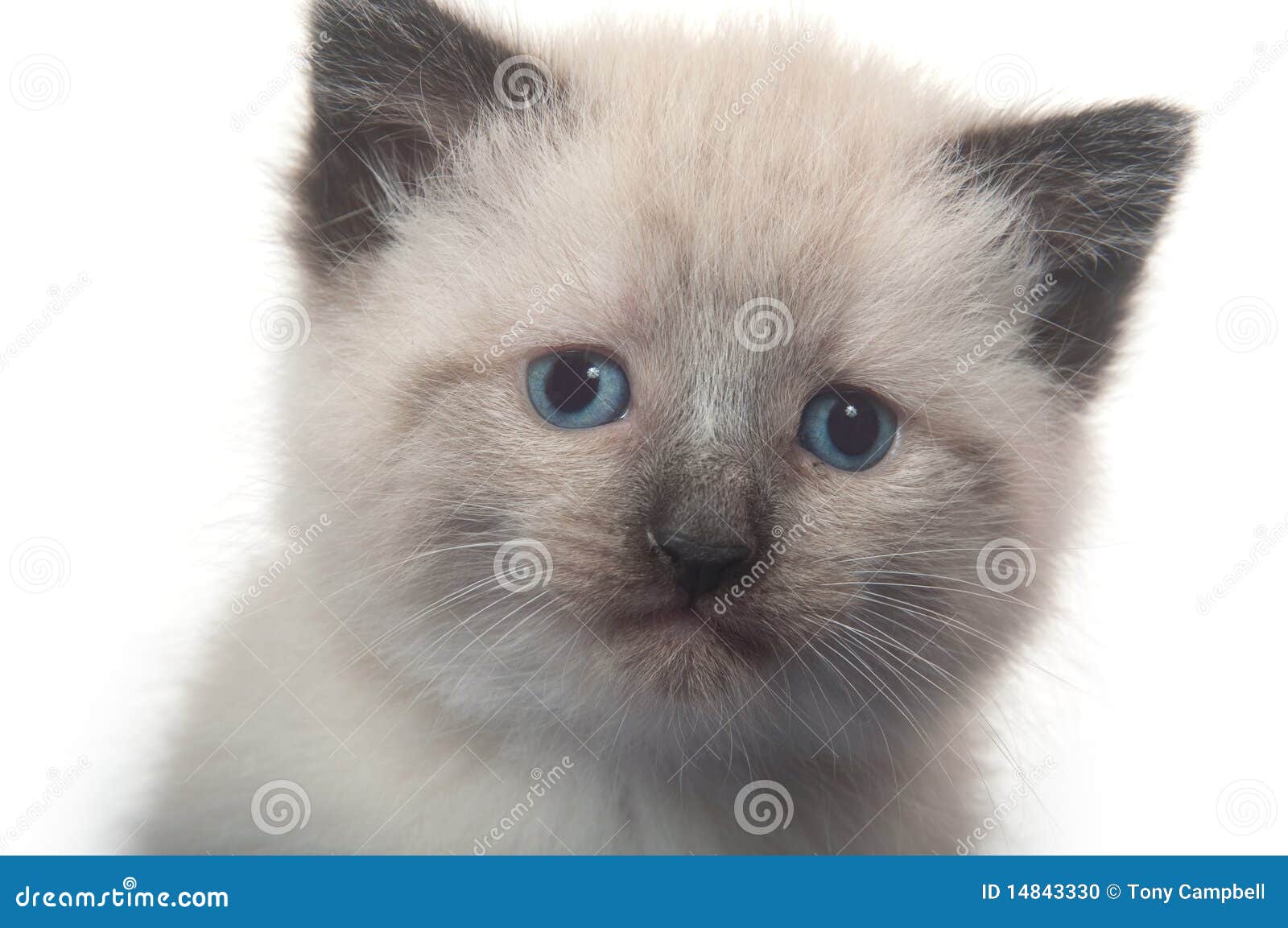 Cute kitten face stock photo. Image of adorable, cute - 14843330
