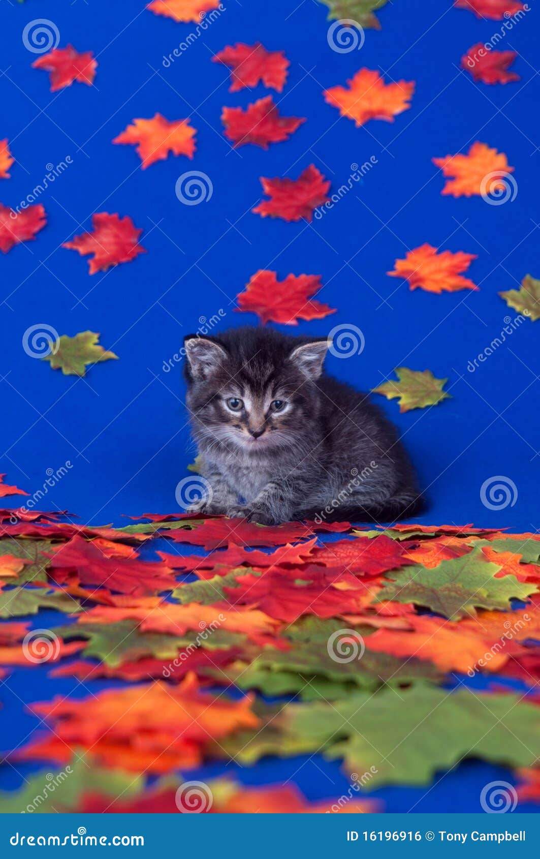 Cute Kitten and Fall Leaves Stock Photo - Image of blue, container ...