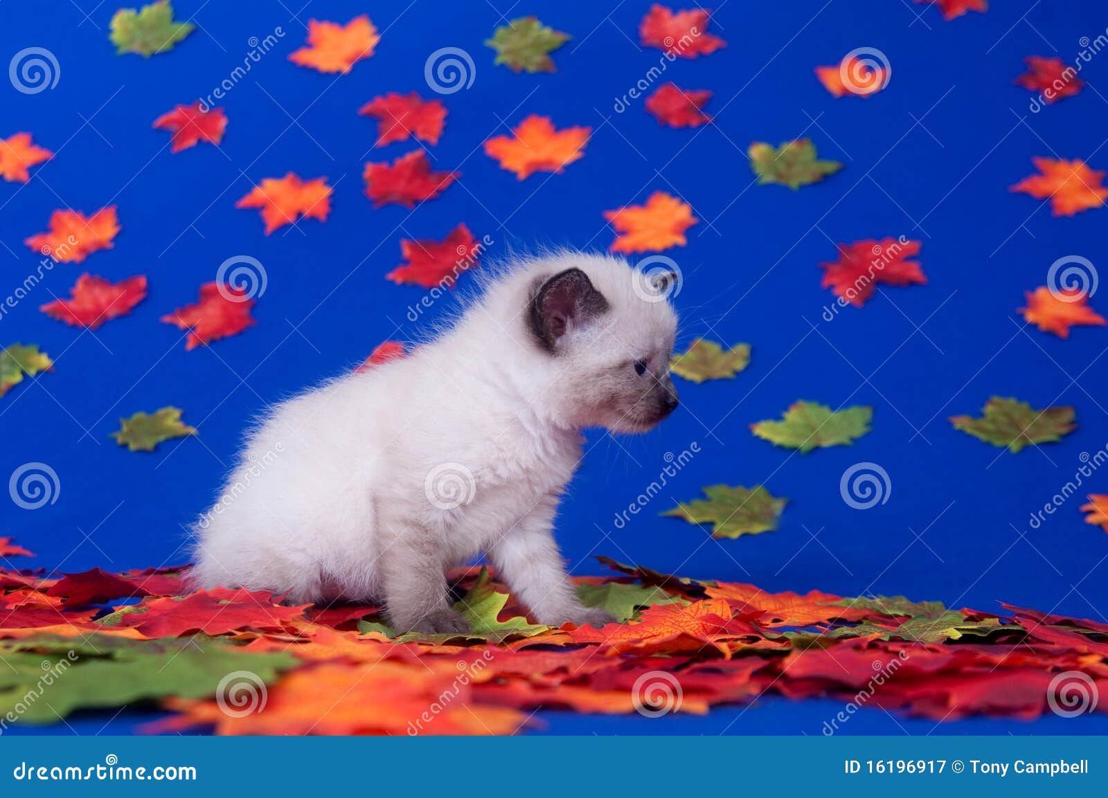 Cute Kitten and Fall Leaves Stock Image - Image of background, single ...