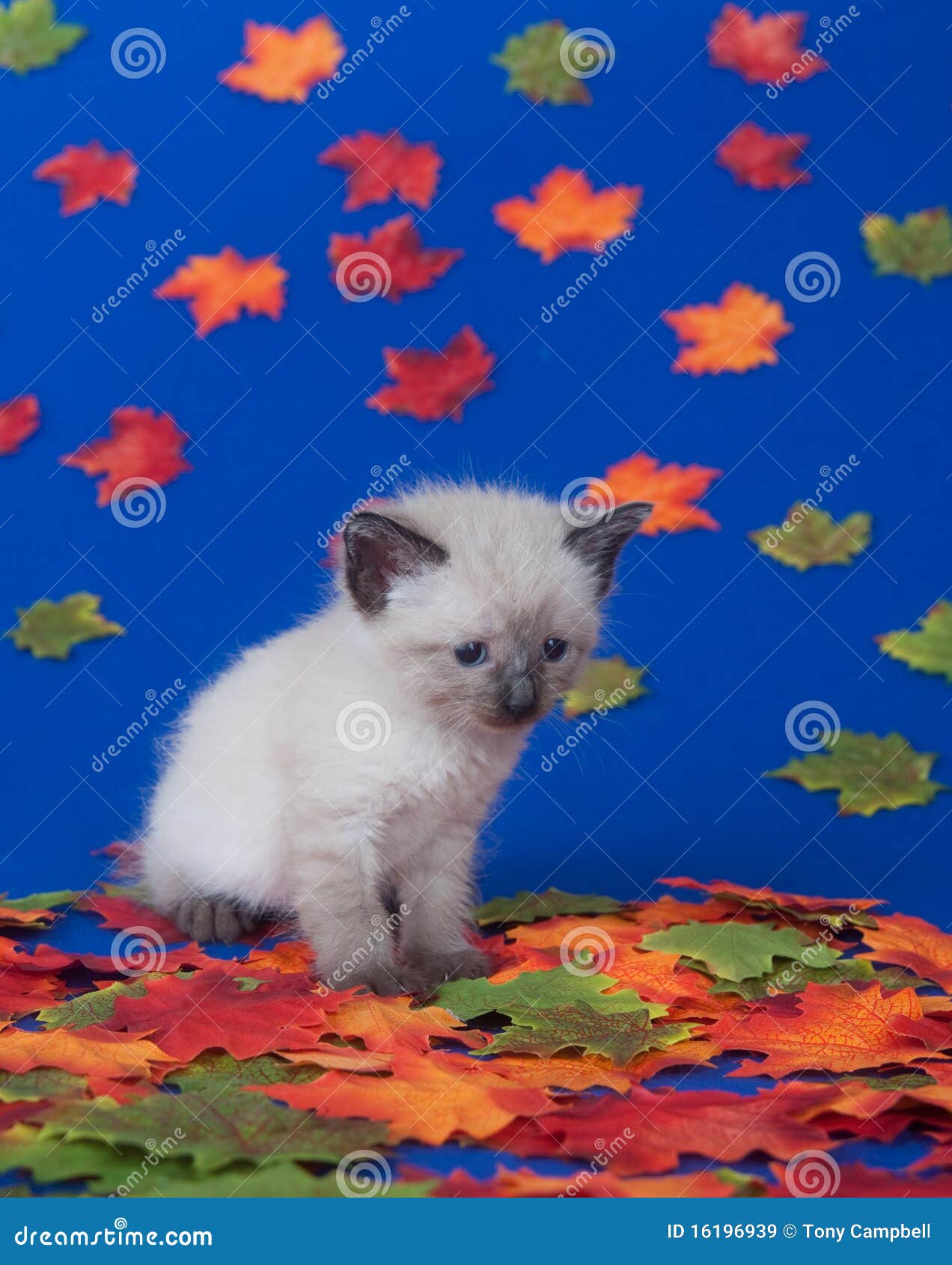 Cute Kitten and Fall Leaves Stock Image - Image of leaves, kitty: 16196939