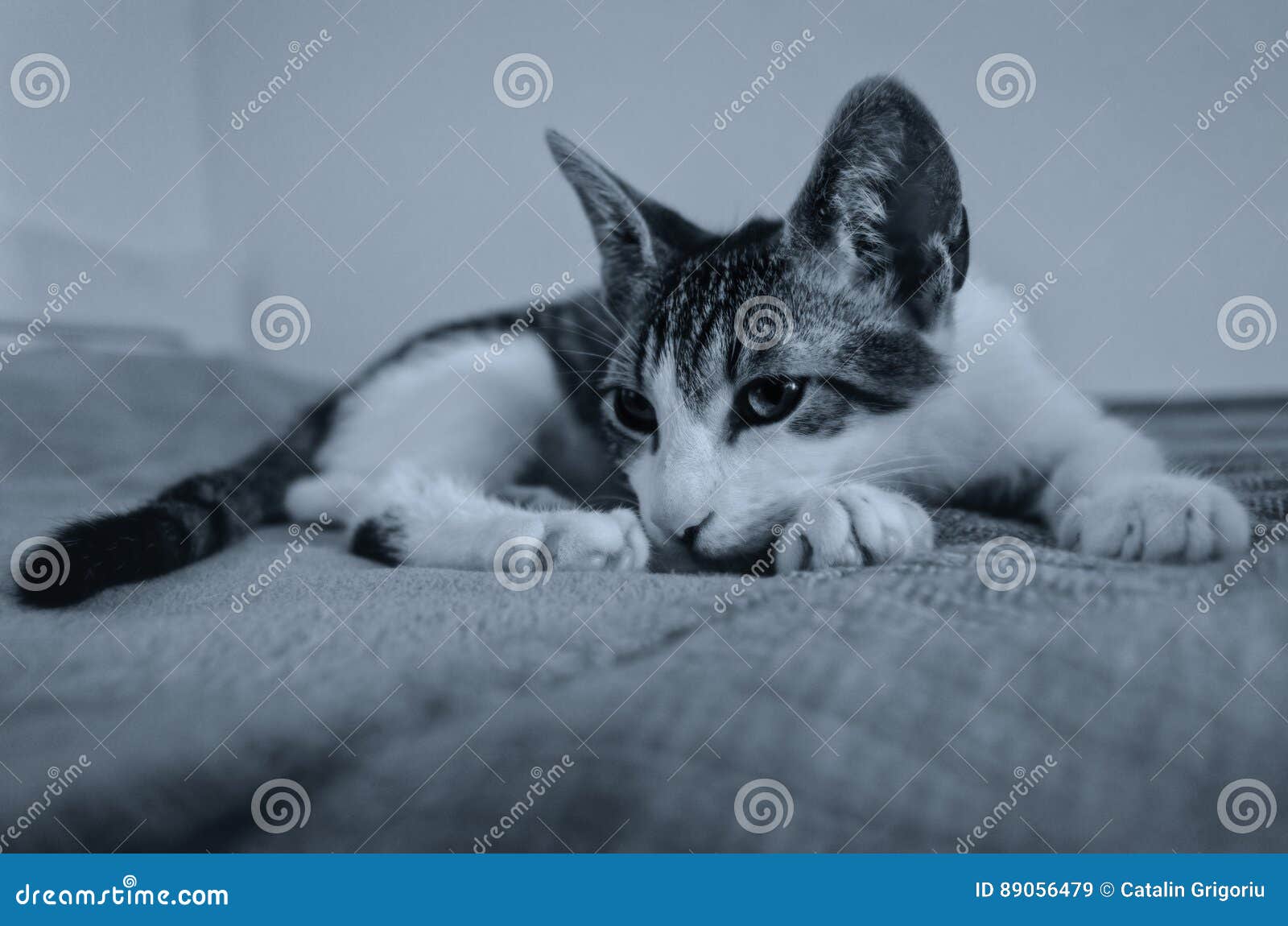 Cute kitten falling asleep stock image. Image of laying - 89056479