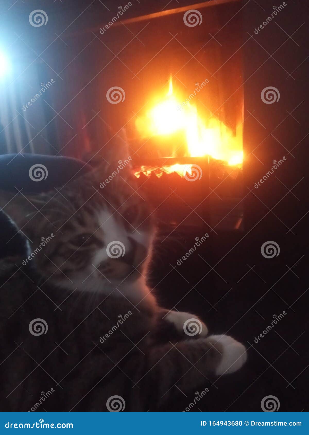 Cute kitten stock photo. Image of fire, kitten, home - 164943680