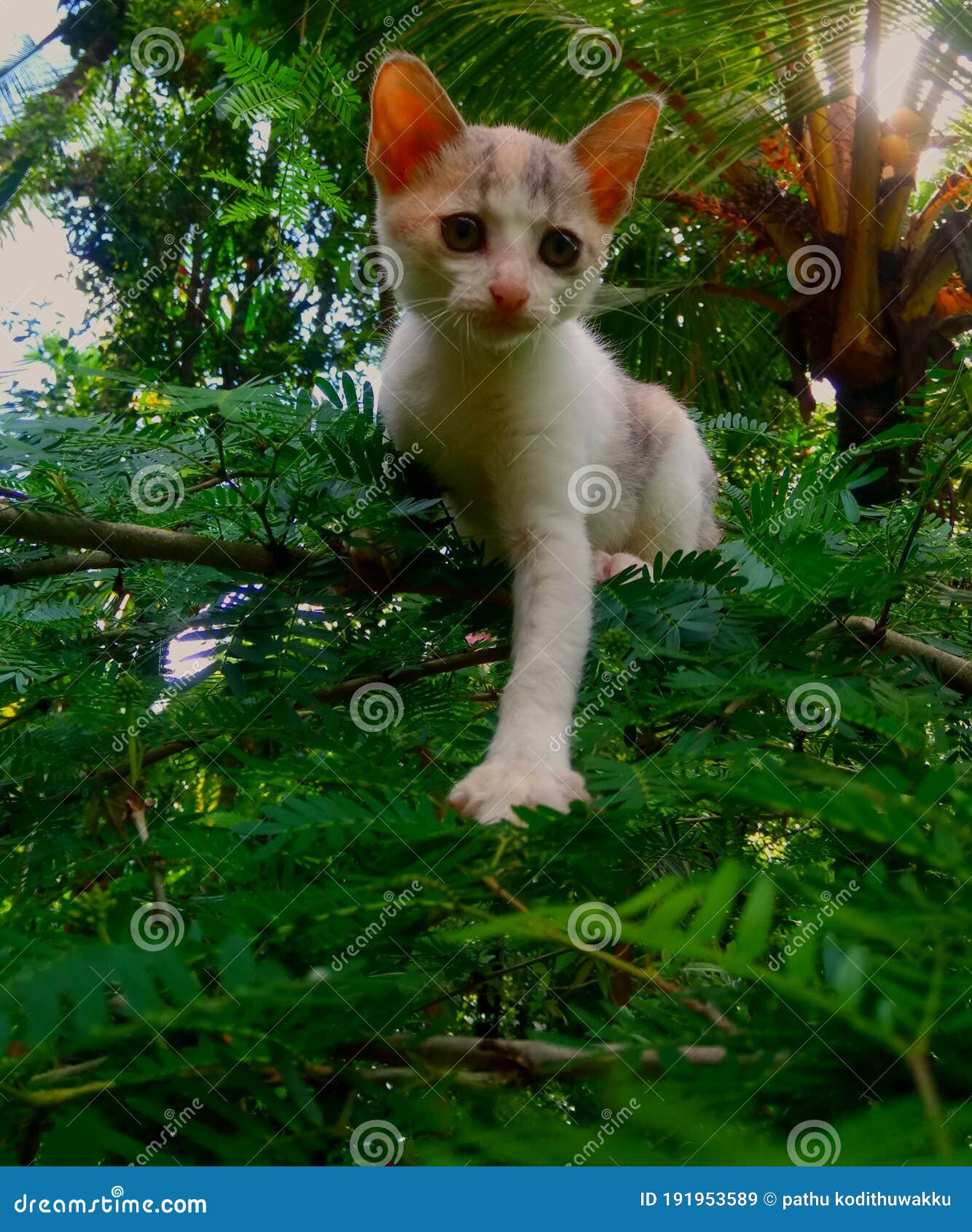 Cute Cat on the Flower Tree Stock Image - Image of white, colour: 191953589