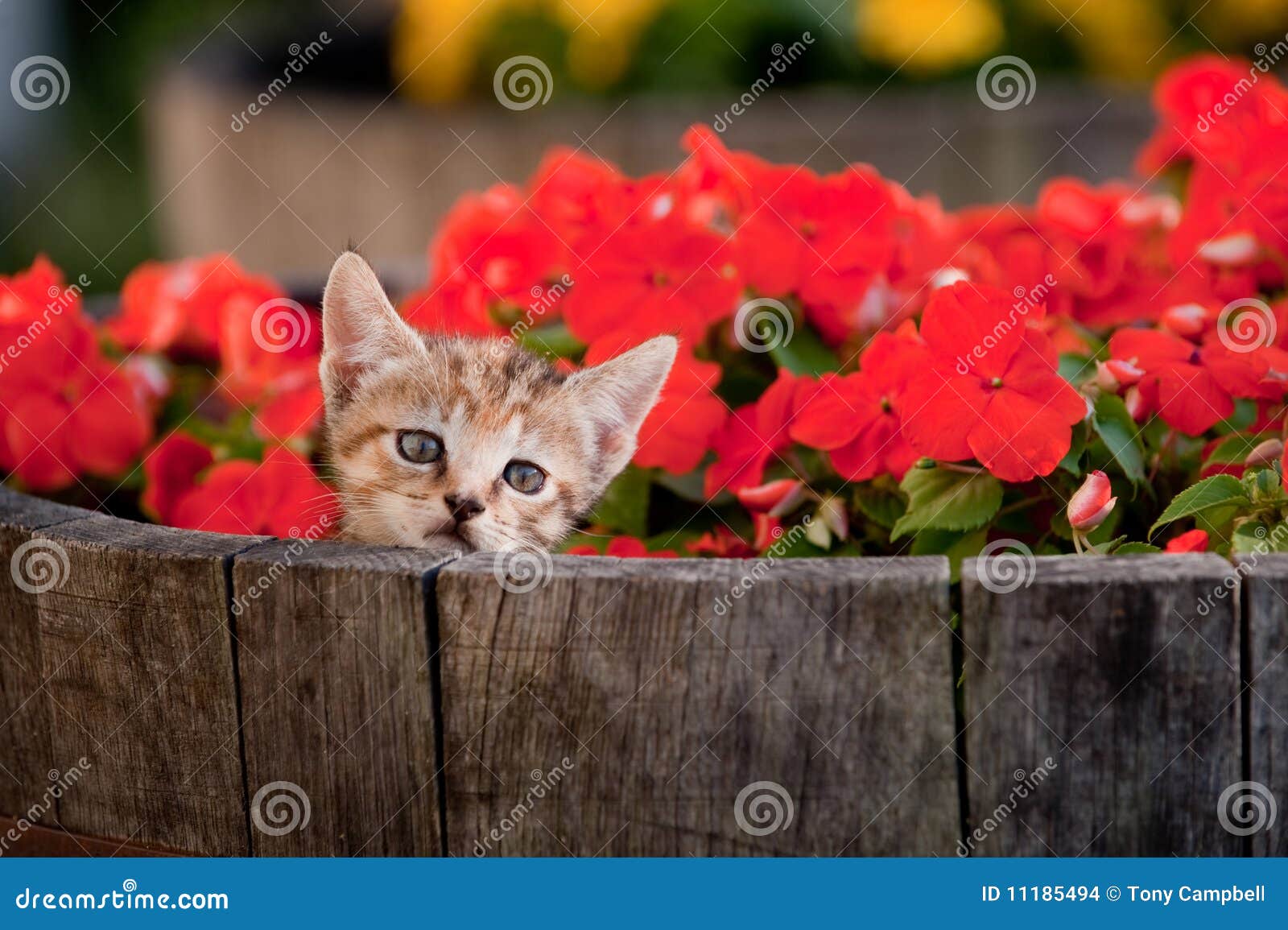 Cute kitten in flowers stock photo. Image of outdoors - 11185494