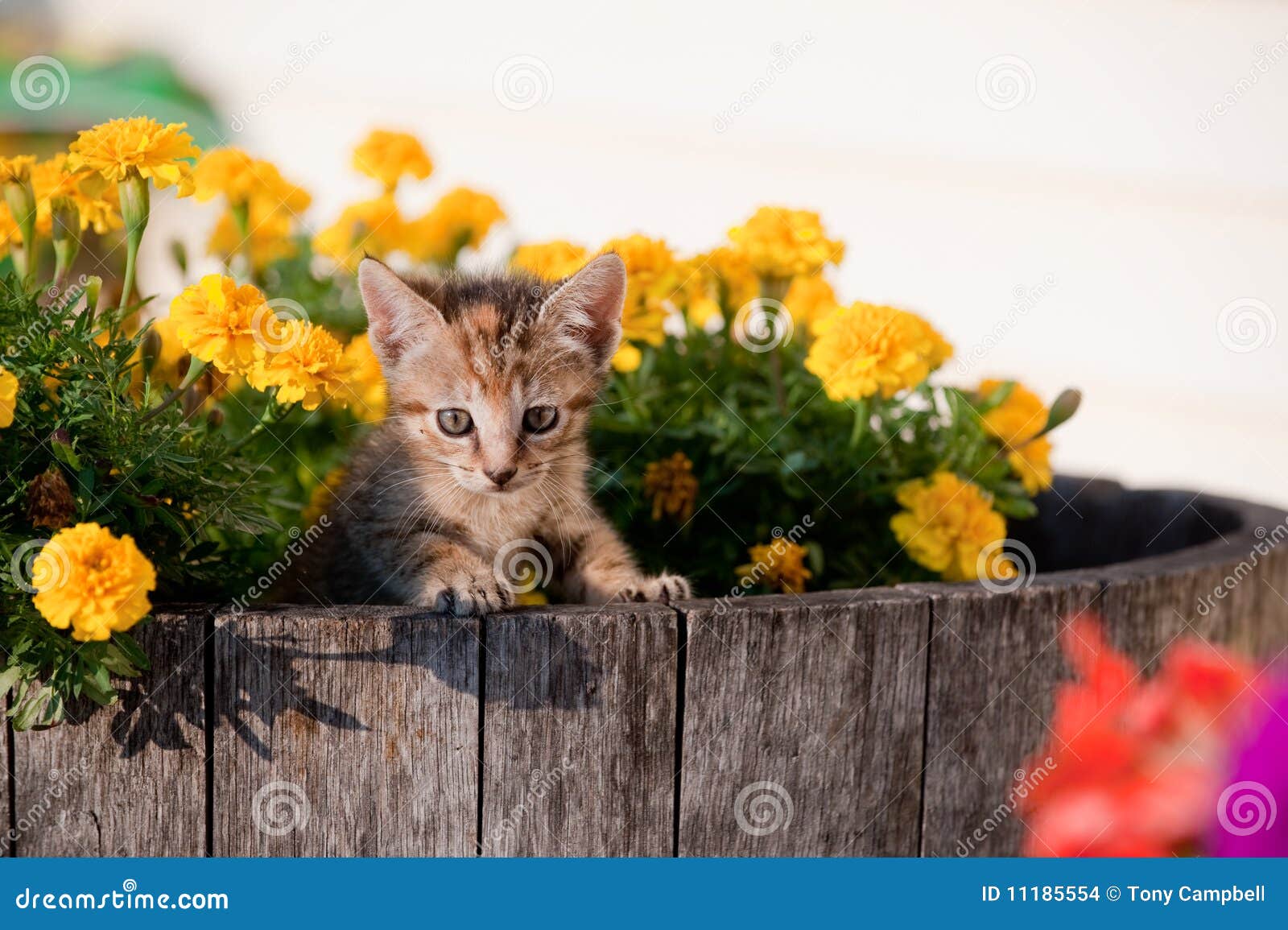 Cute kitten in flowers stock photo. Image of kitten, animals - 11185554