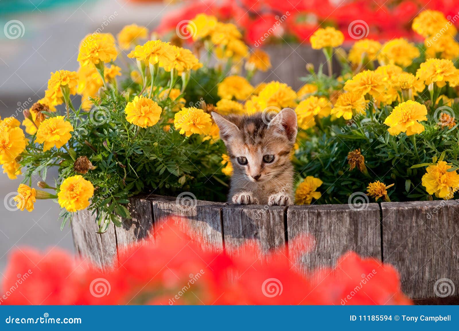 Cute kitten in flowers stock photo. Image of adorable - 11185594