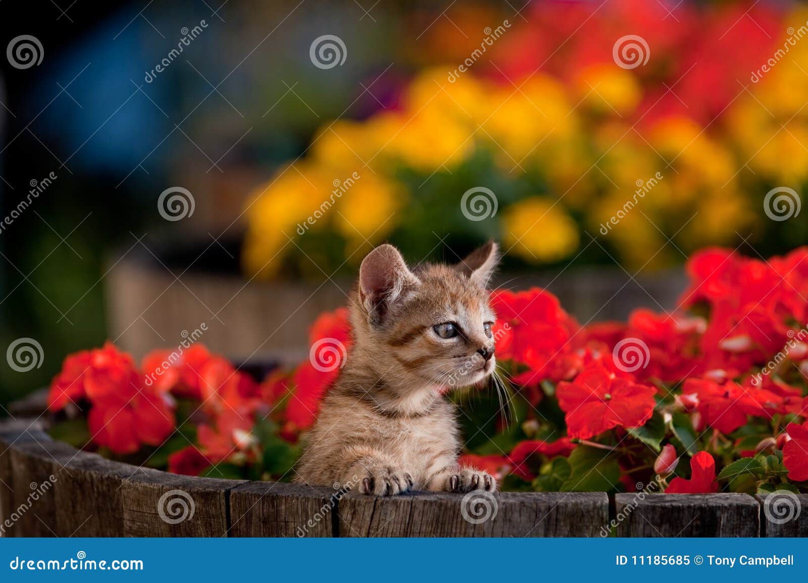 Cute kitten in flowers stock image. Image of adorable - 11185685