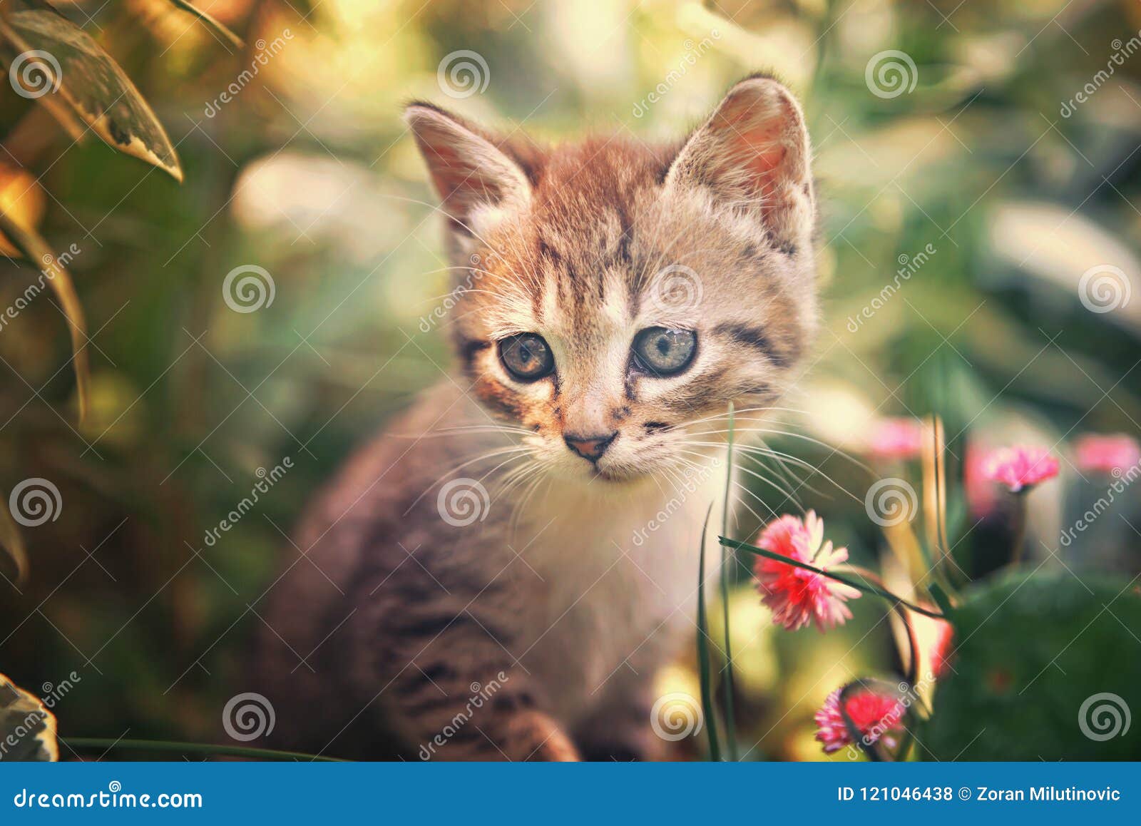 Cute kitten in the flowers stock photo. Image of fluffy - 121046438