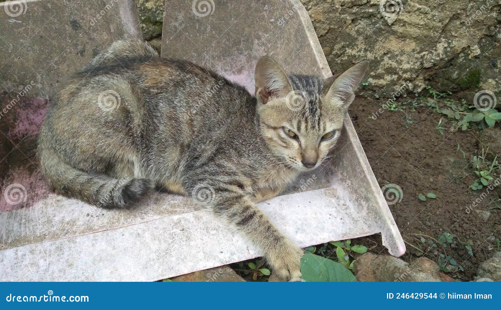 Cute Kitten in the Garbage Shovel Stock Photo - Image of kitten, shovel ...