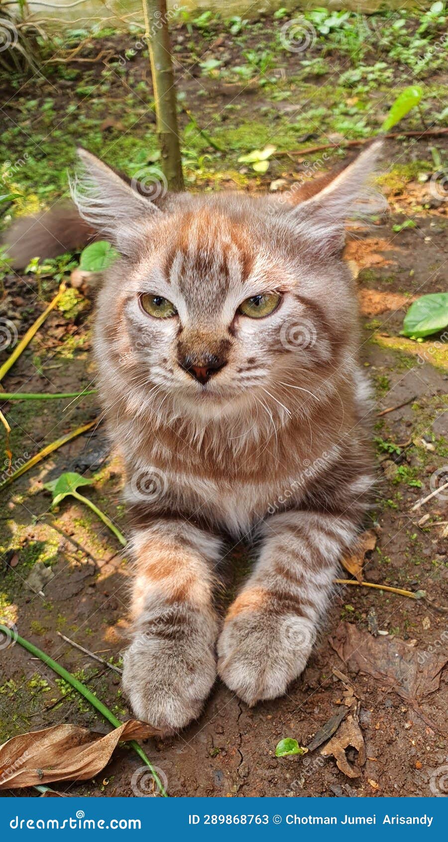 Cute Kitten in the Garden while Chilling and Lying Stock Image - Image ...