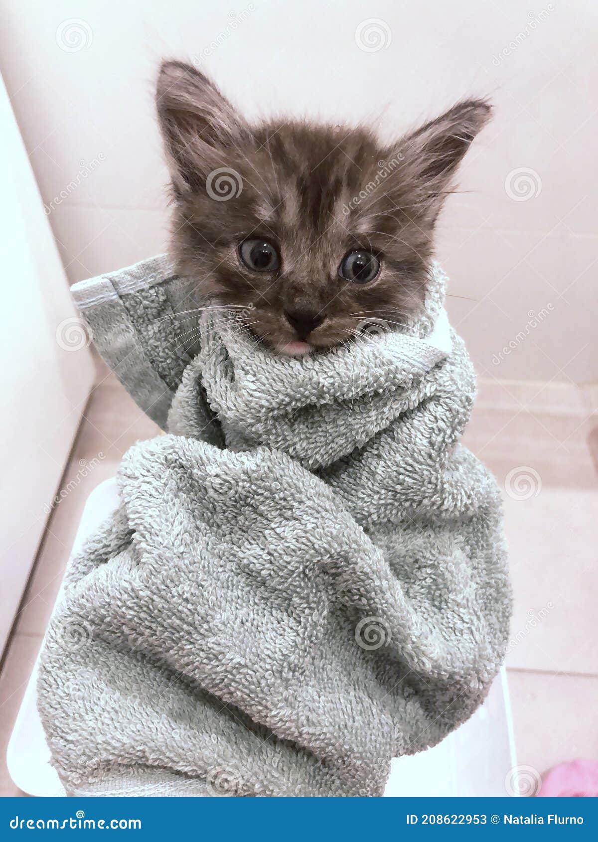 Cute kitten stock image. Image of care, blanket, animal - 208622953