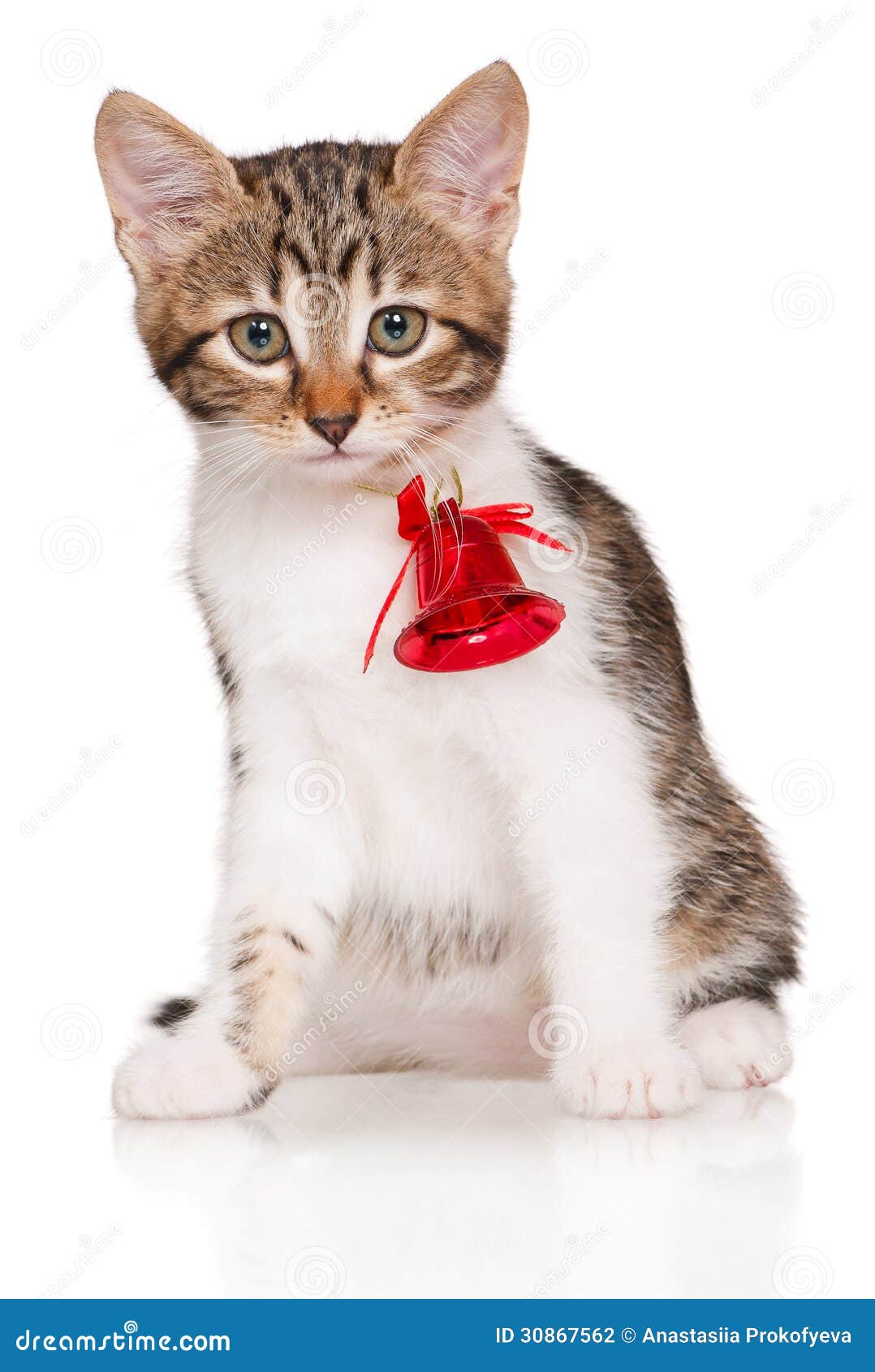 Cute kitten stock photo. Image of animal, handbell, little - 30867562