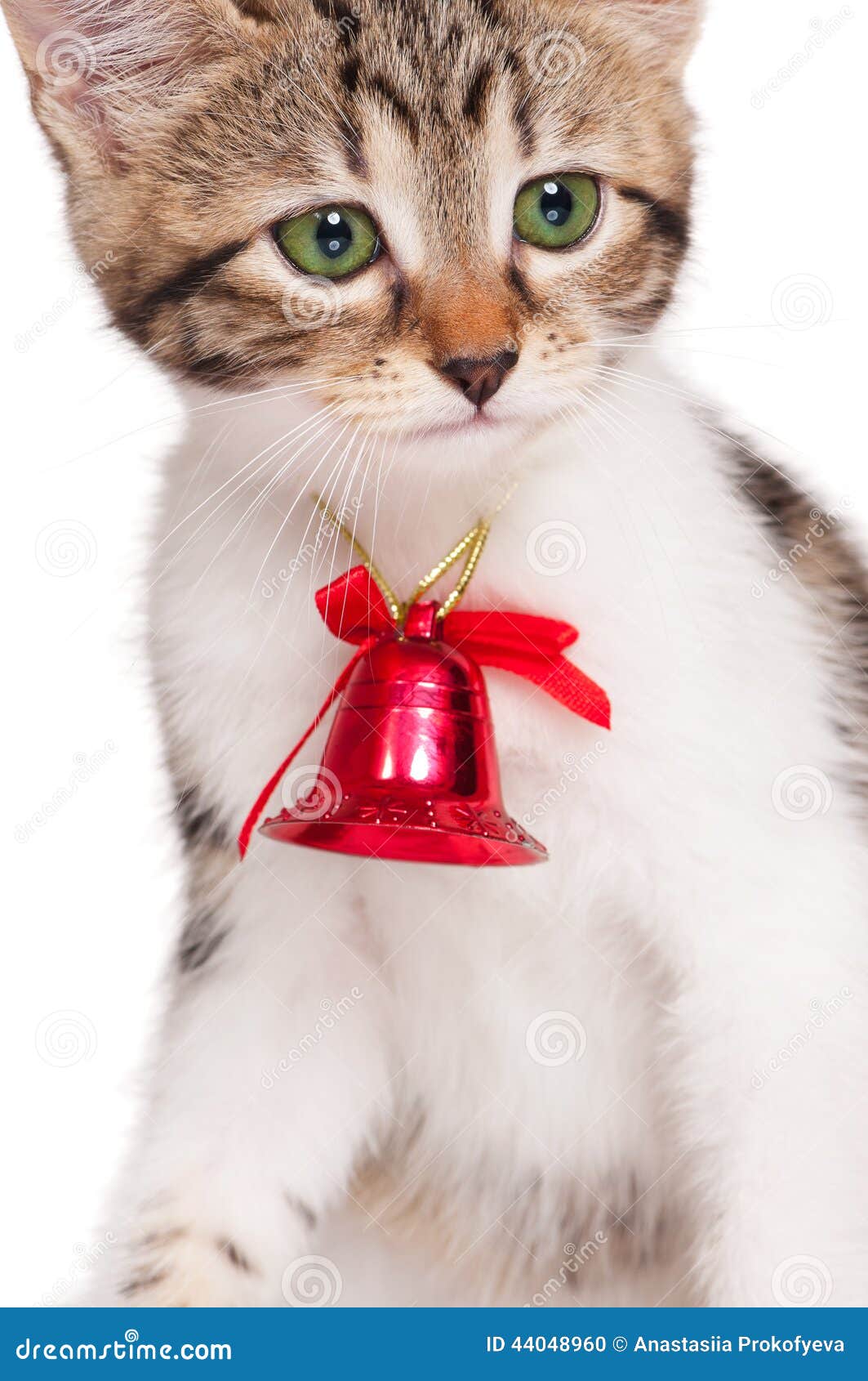 Cute kitten stock photo. Image of claws, kitty, hand - 44048960