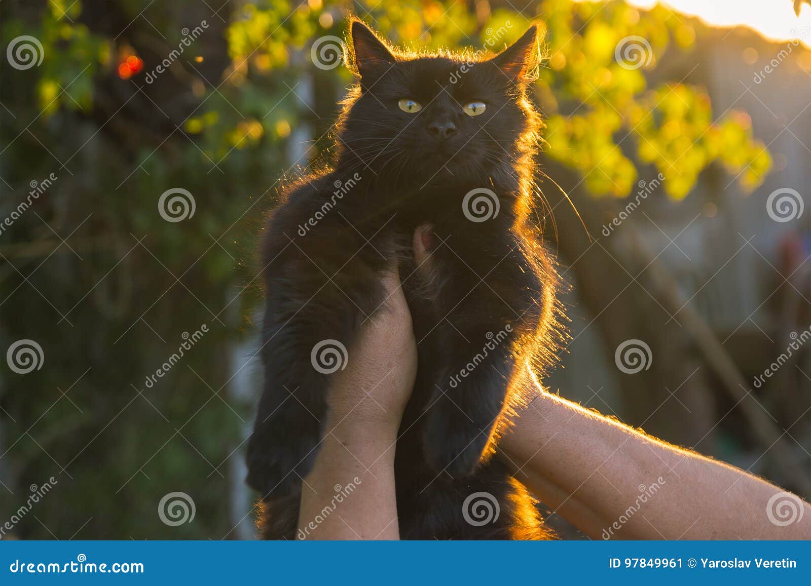 Cute kitten in hand. stock image. Image of cute, animal - 97849961