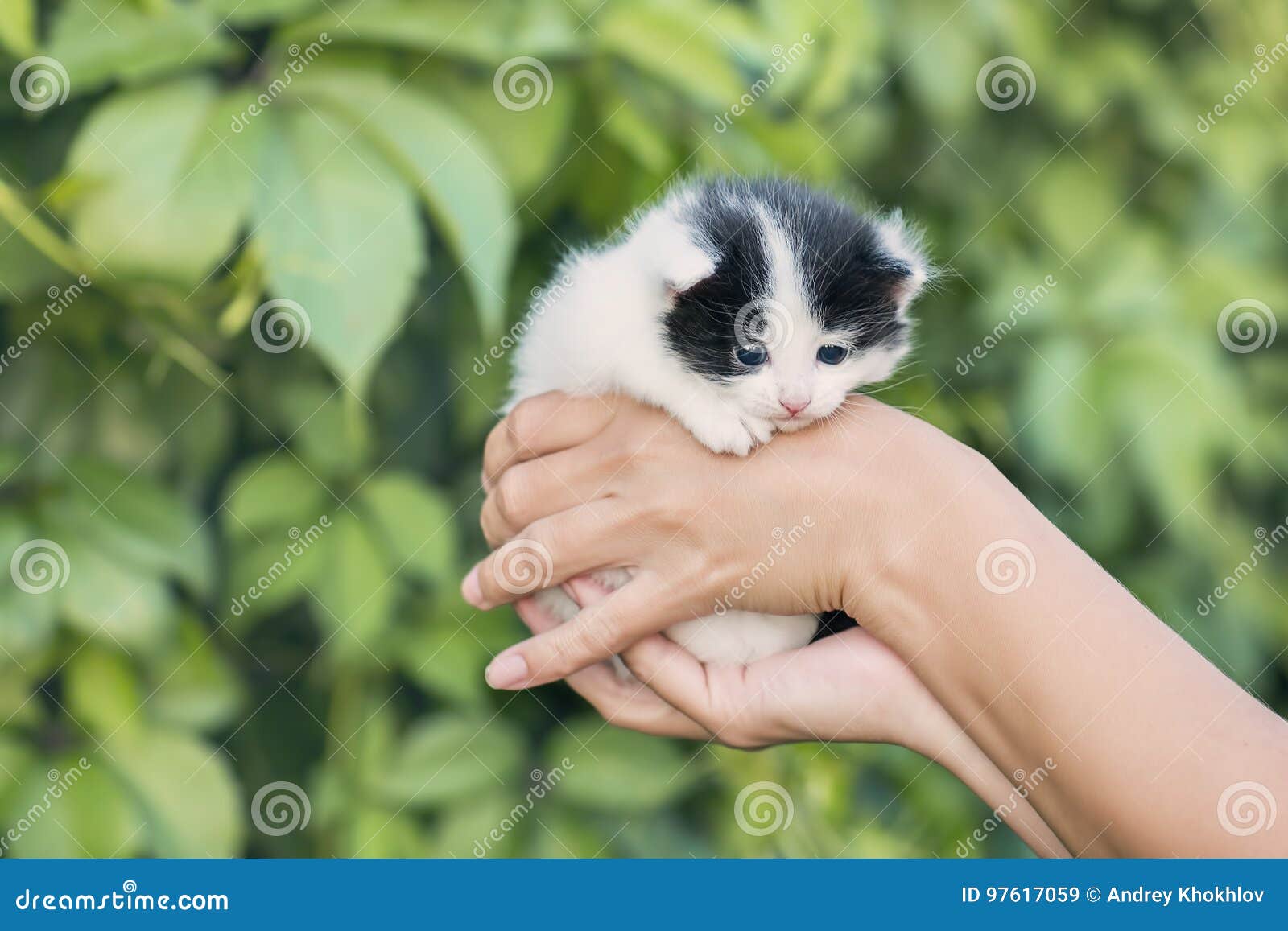 Cute kitten in hands. stock image. Image of male, kitty - 97617059