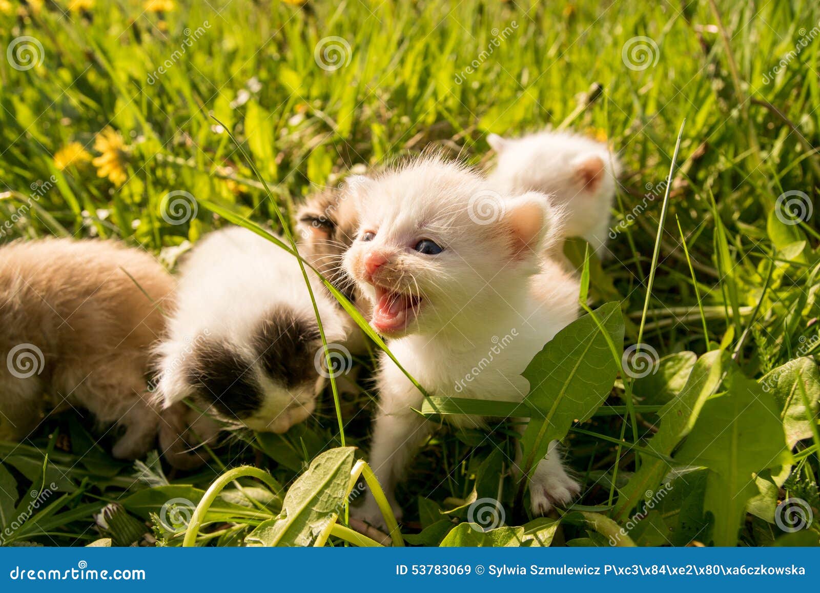 Cute kitten stock image. Image of fluffy, smiling, smile - 53783069