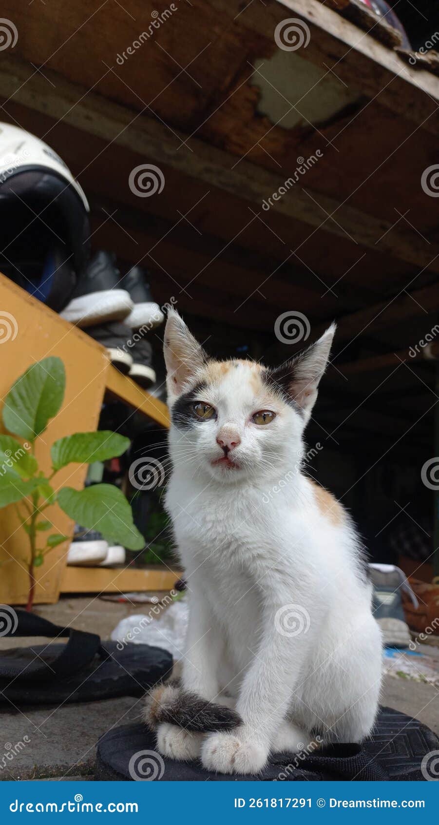 Cute Kitten that Has Three Colors Stock Image - Image of colors, kitten ...