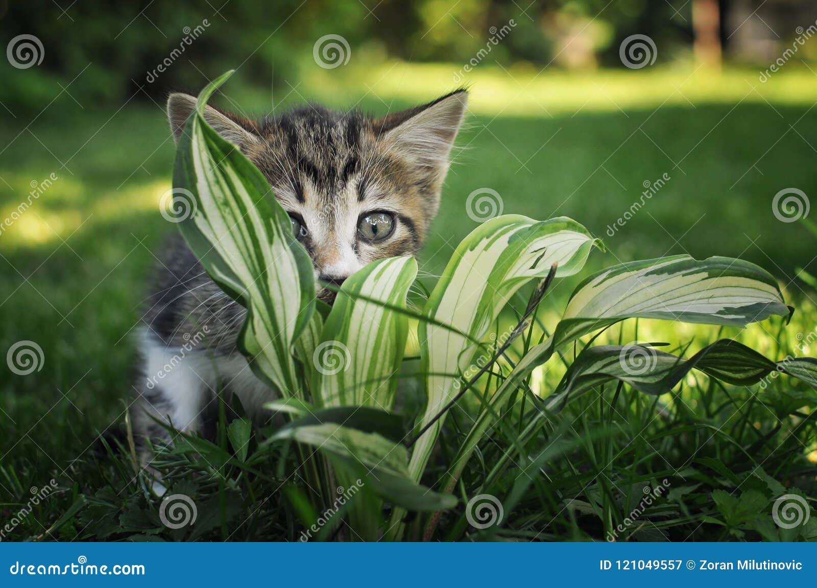 Cute Kitten Hiding in the Flowers Stock Image - Image of garden ...
