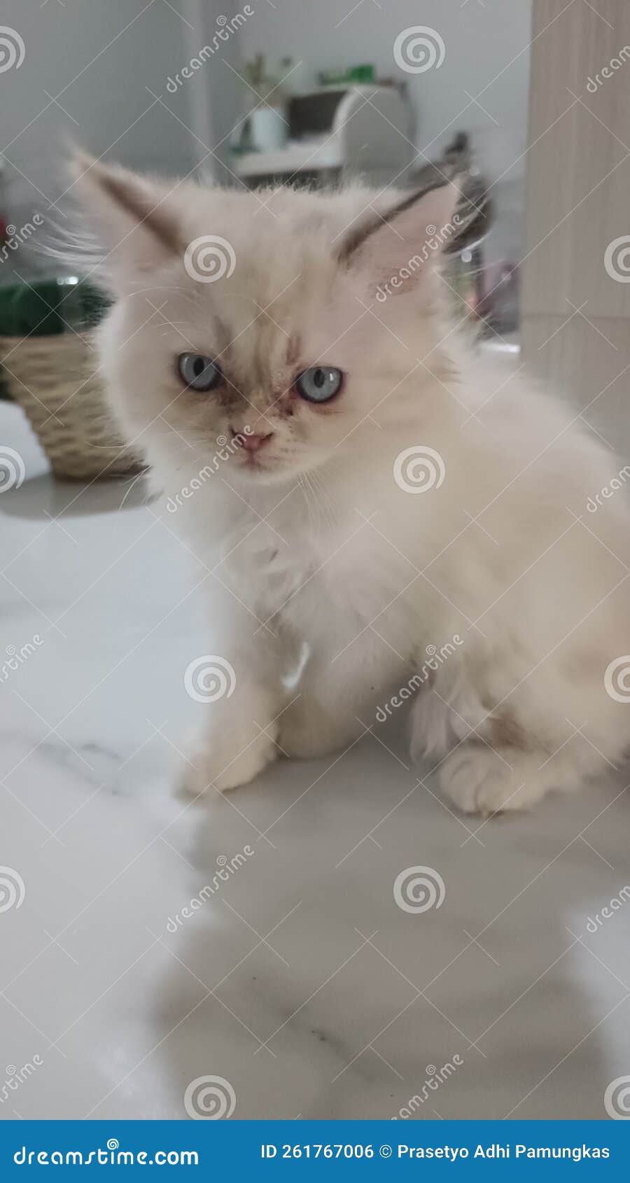 Cute kitten Himalayan stock photo. Image of kitten, cute - 261767006
