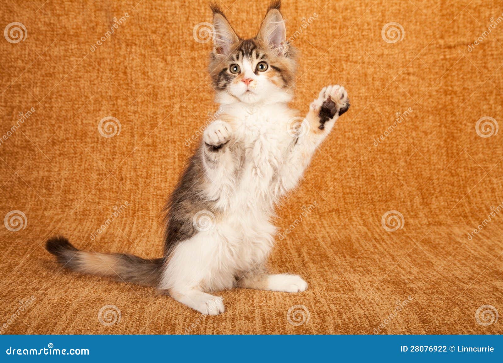 Cute kitten on hind legs stock photo. Image of legs, looks - 28076922
