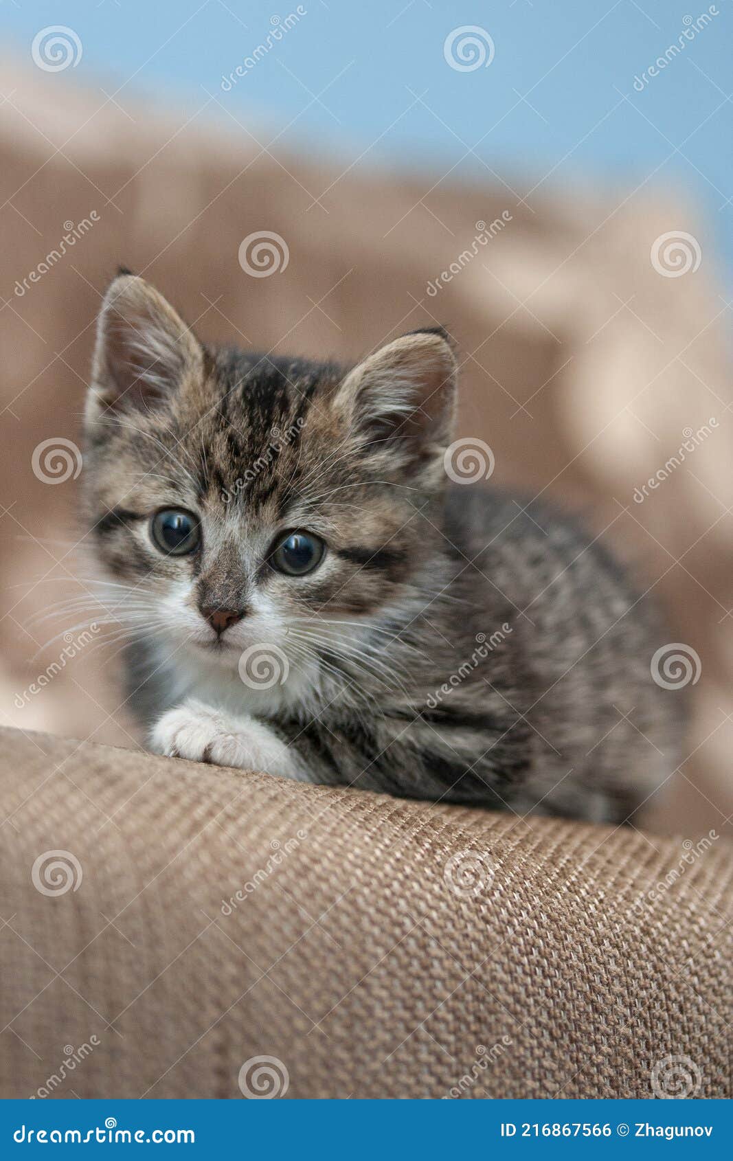 Cute kitten at home stock photo. Image of closeup, gentle - 216867566