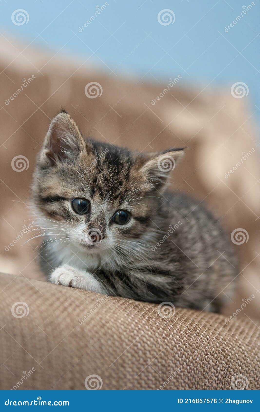 Cute kitten at home stock photo. Image of dream, relax - 216867578