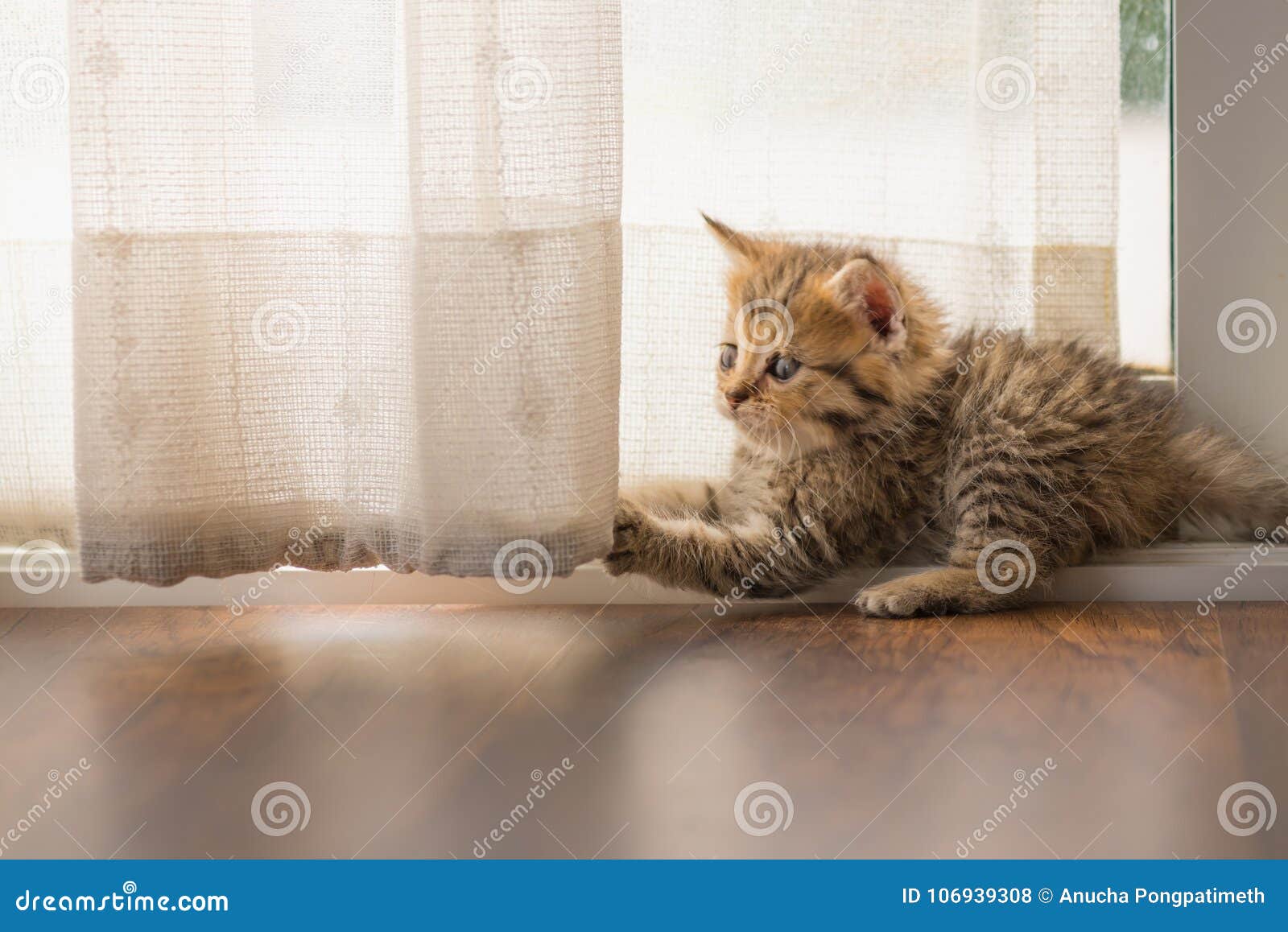 Cute kitten in home stock photo. Image of animal, interior - 106939308