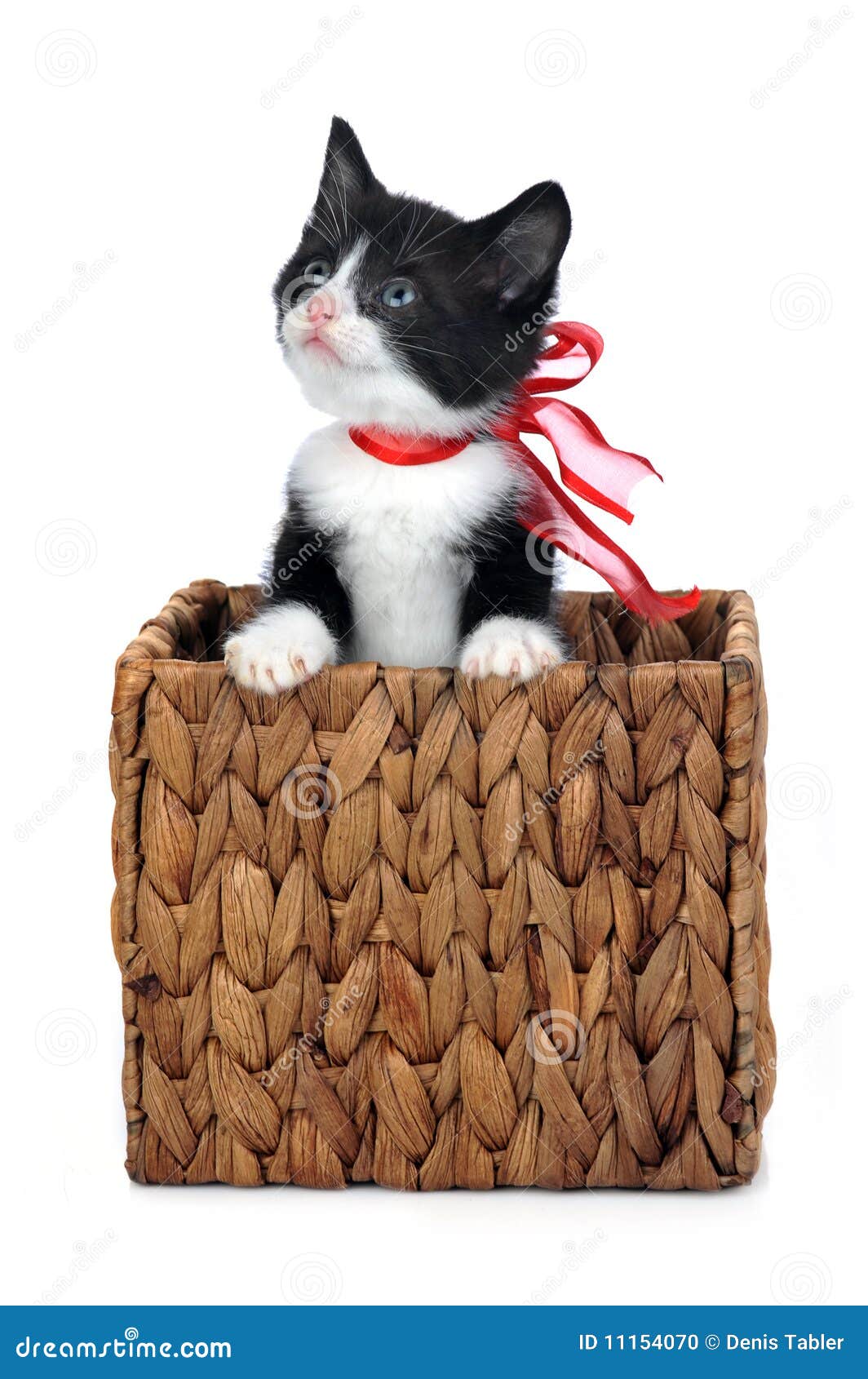 Cute kitten inside box stock photo. Image of fluffy, kitten - 11154070
